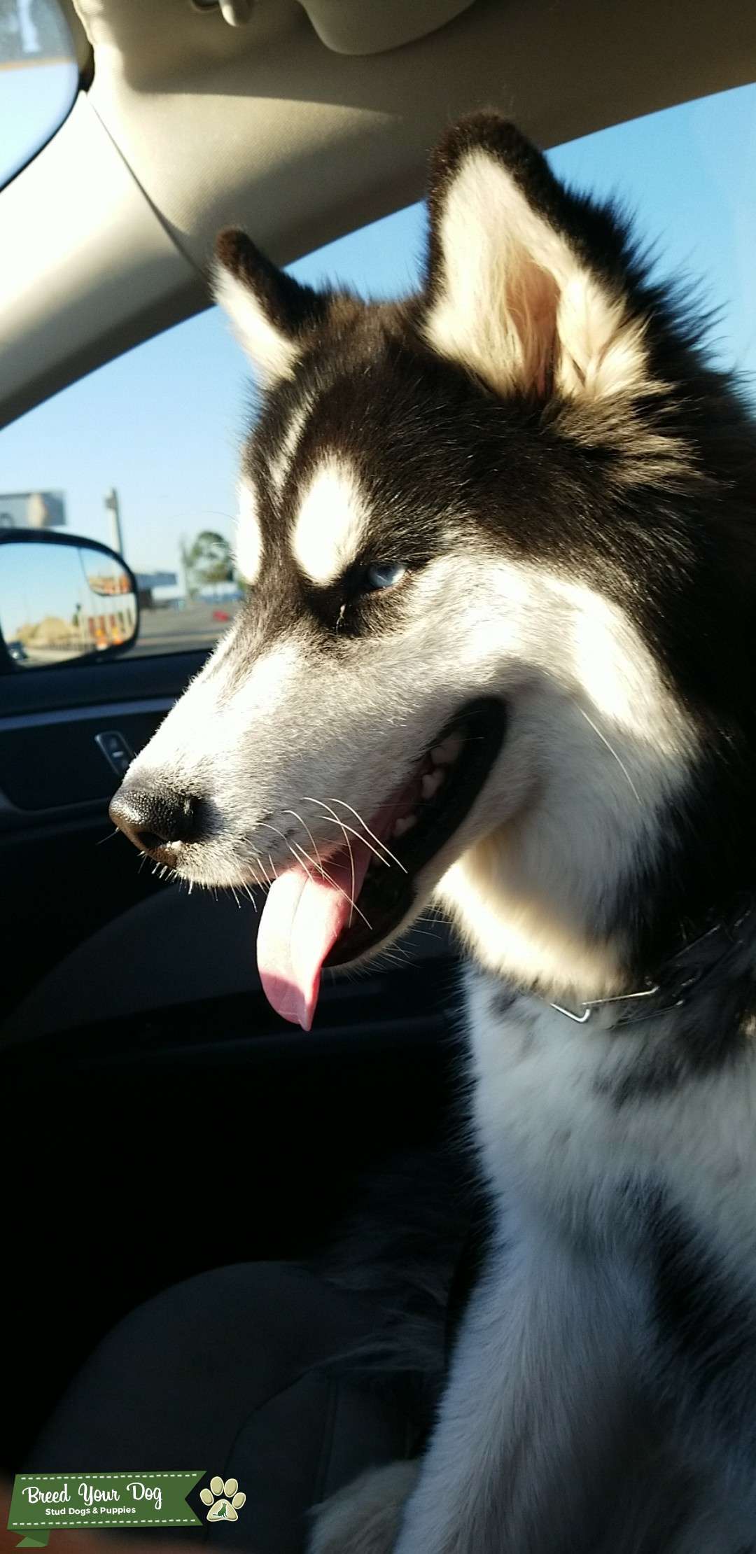 Male Siberian Husky - Rare Markings - Stud Dog in Florida, United ...