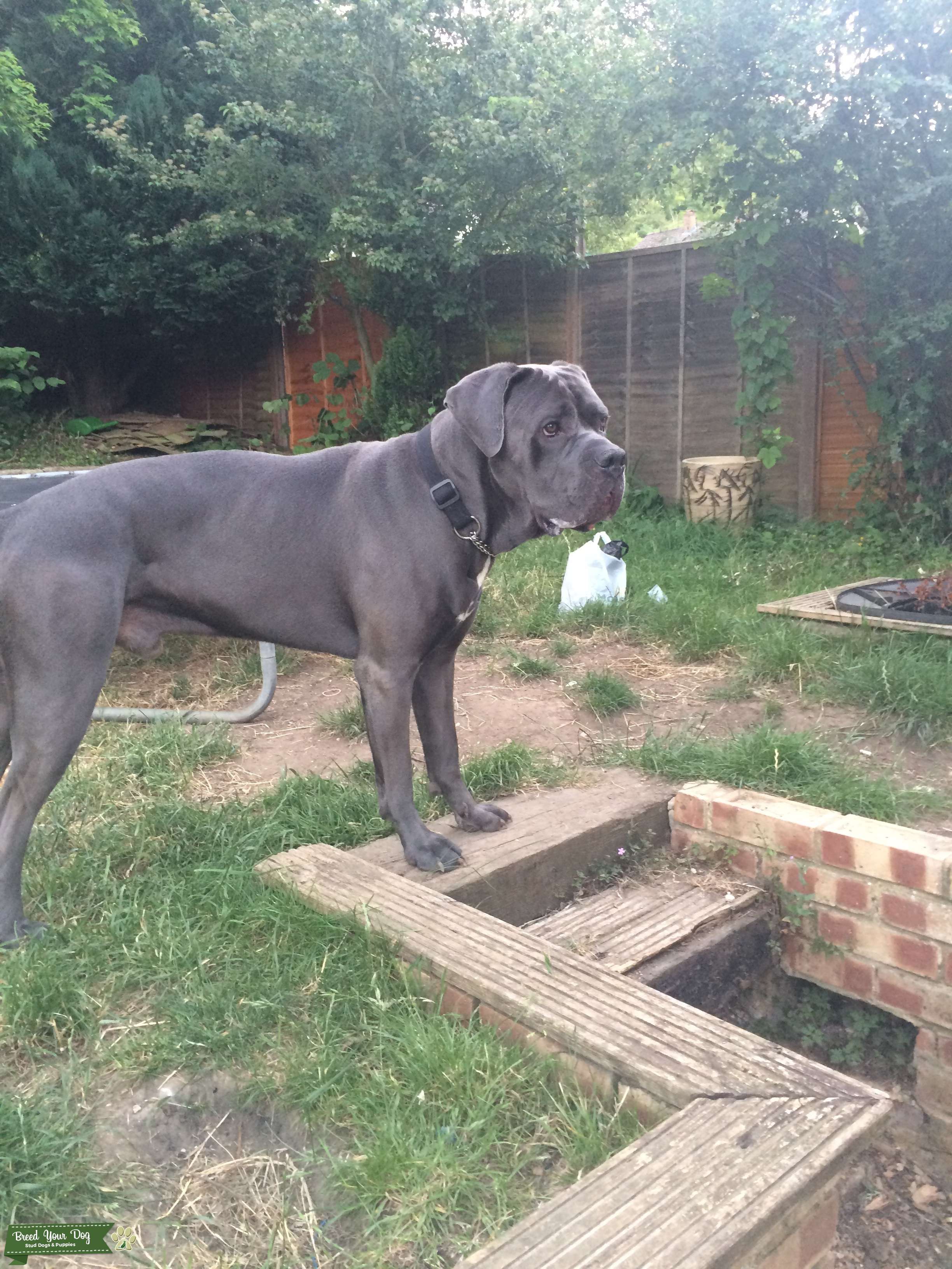Cane Corso stud - Stud Dog in Kent, India | Breed Your Dog