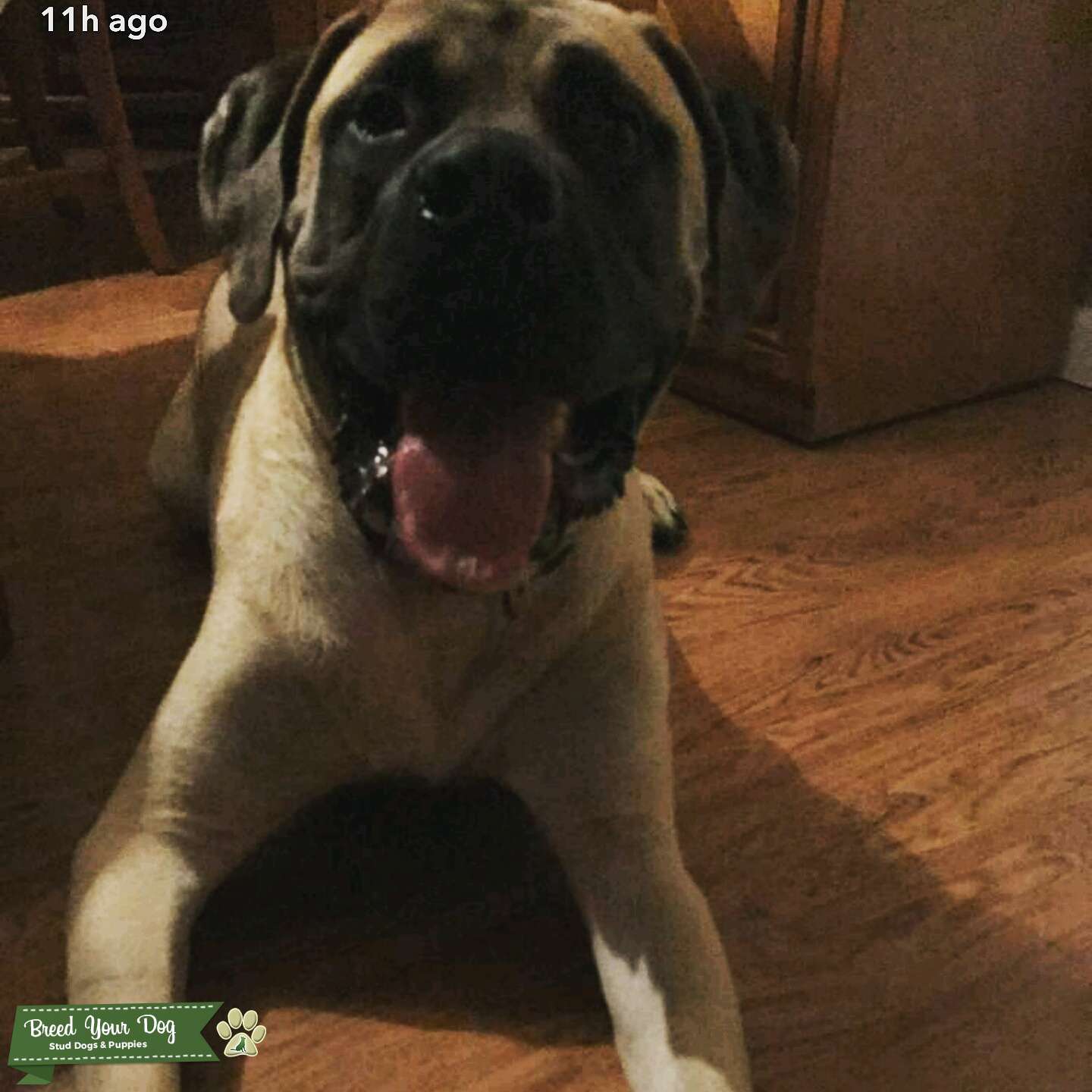 Handsome Male Mastiff - Stud Dog in Florida, the United States | Breed ...