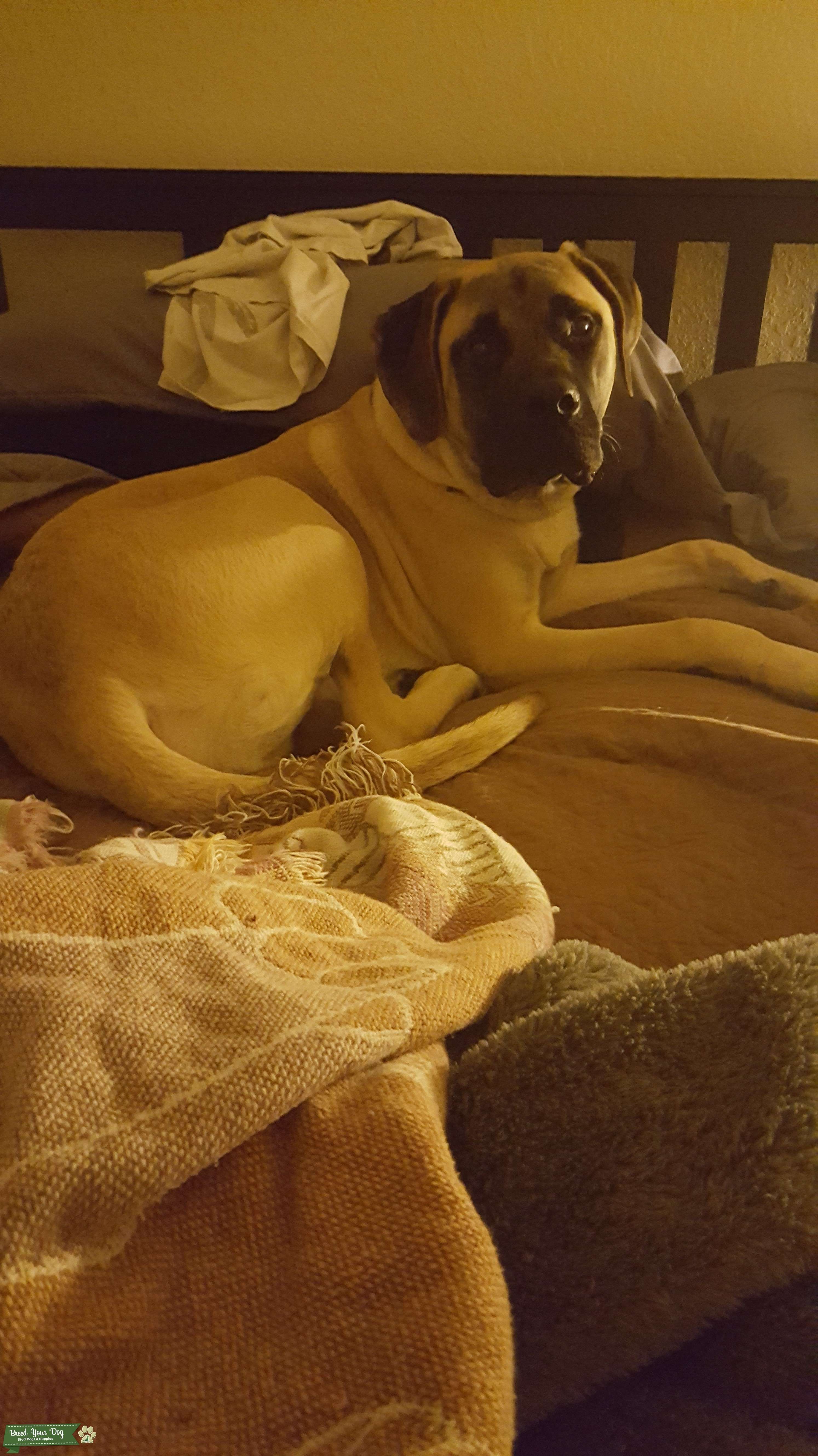 Handsome Male Mastiff - Stud Dog in Florida, the United States | Breed ...