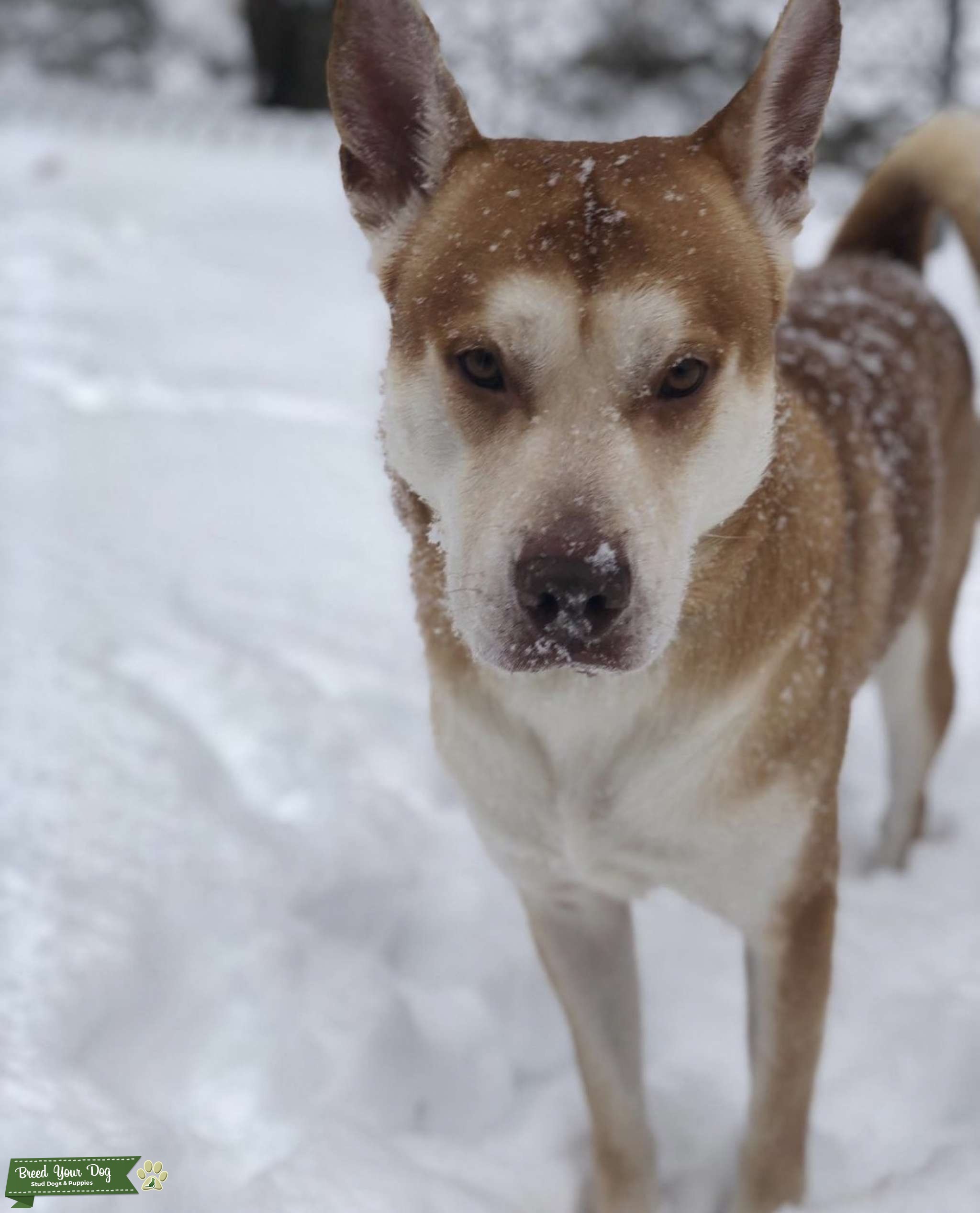 Husky/Shiba Inu - Stud Dog in Massachusetts , the United States | Breed ...