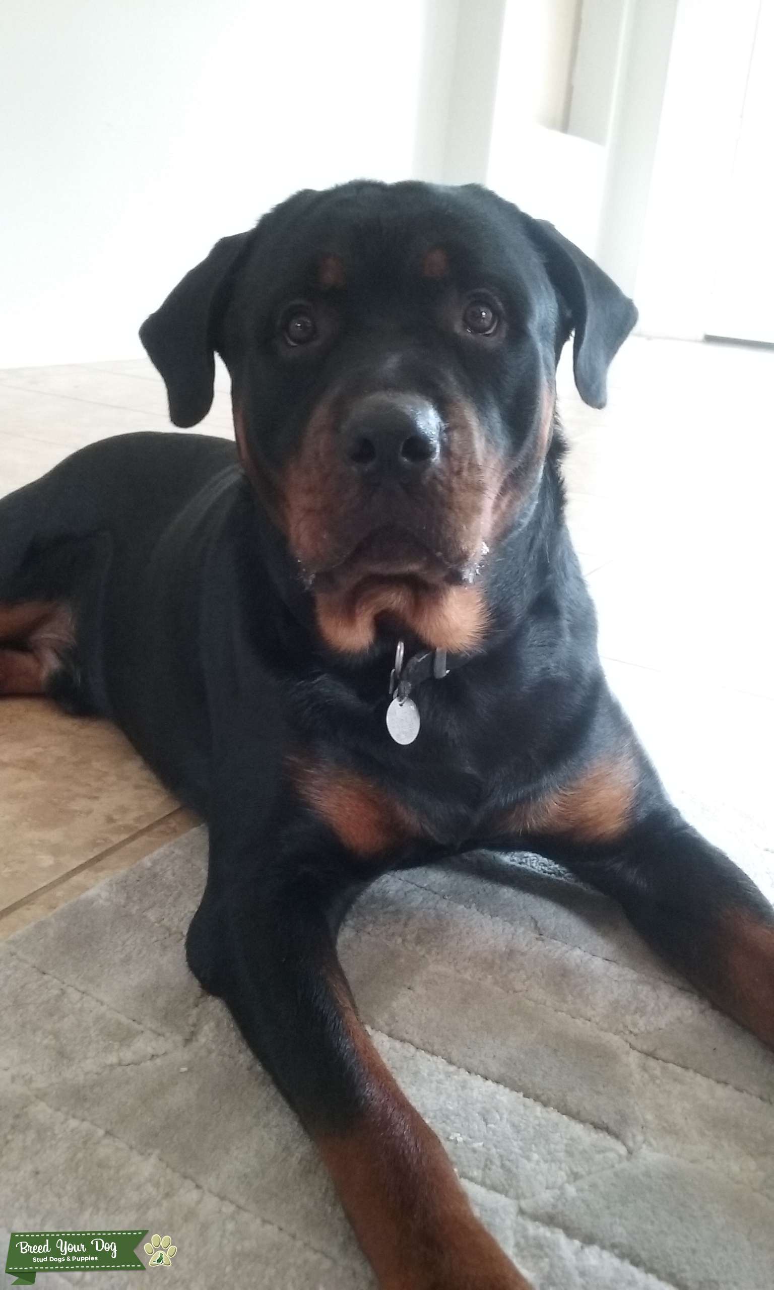 Rottweiler stud - Stud Dog in FL, the United States | Breed Your Dog