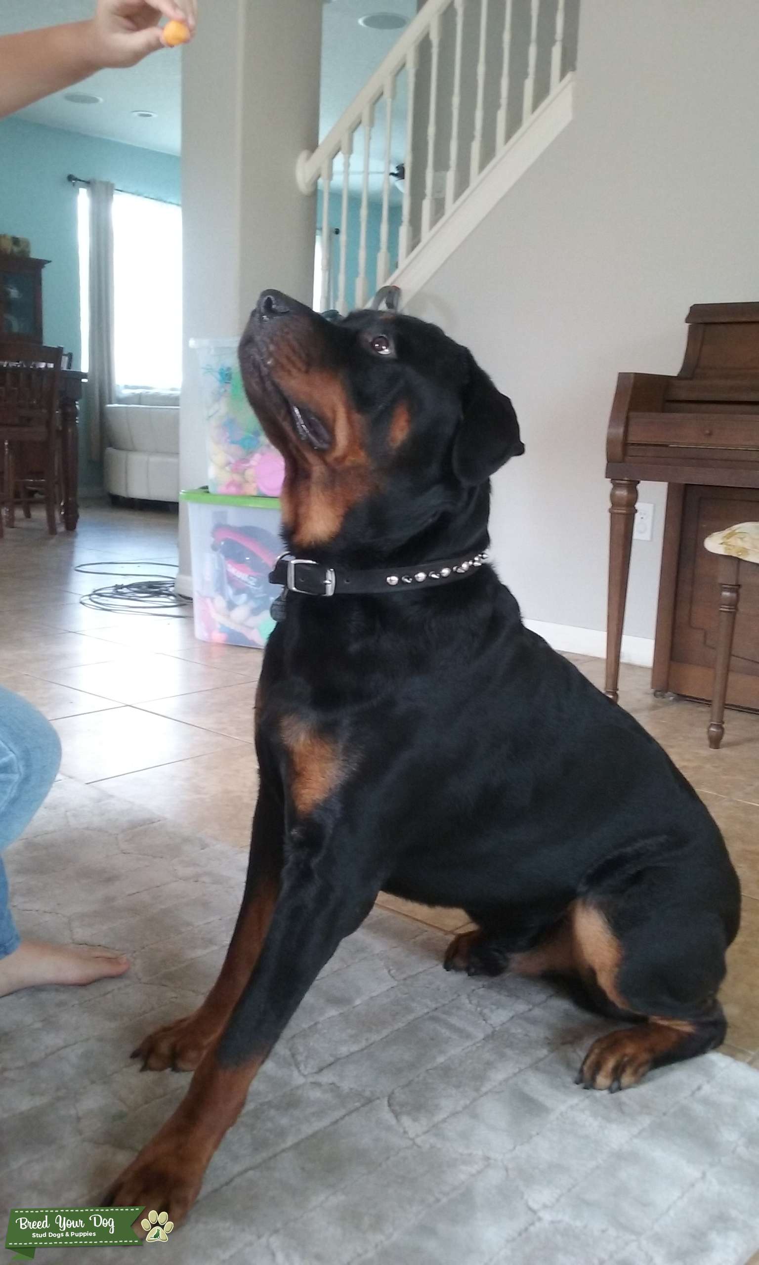 Rottweiler stud - Stud Dog in FL, the United States | Breed Your Dog