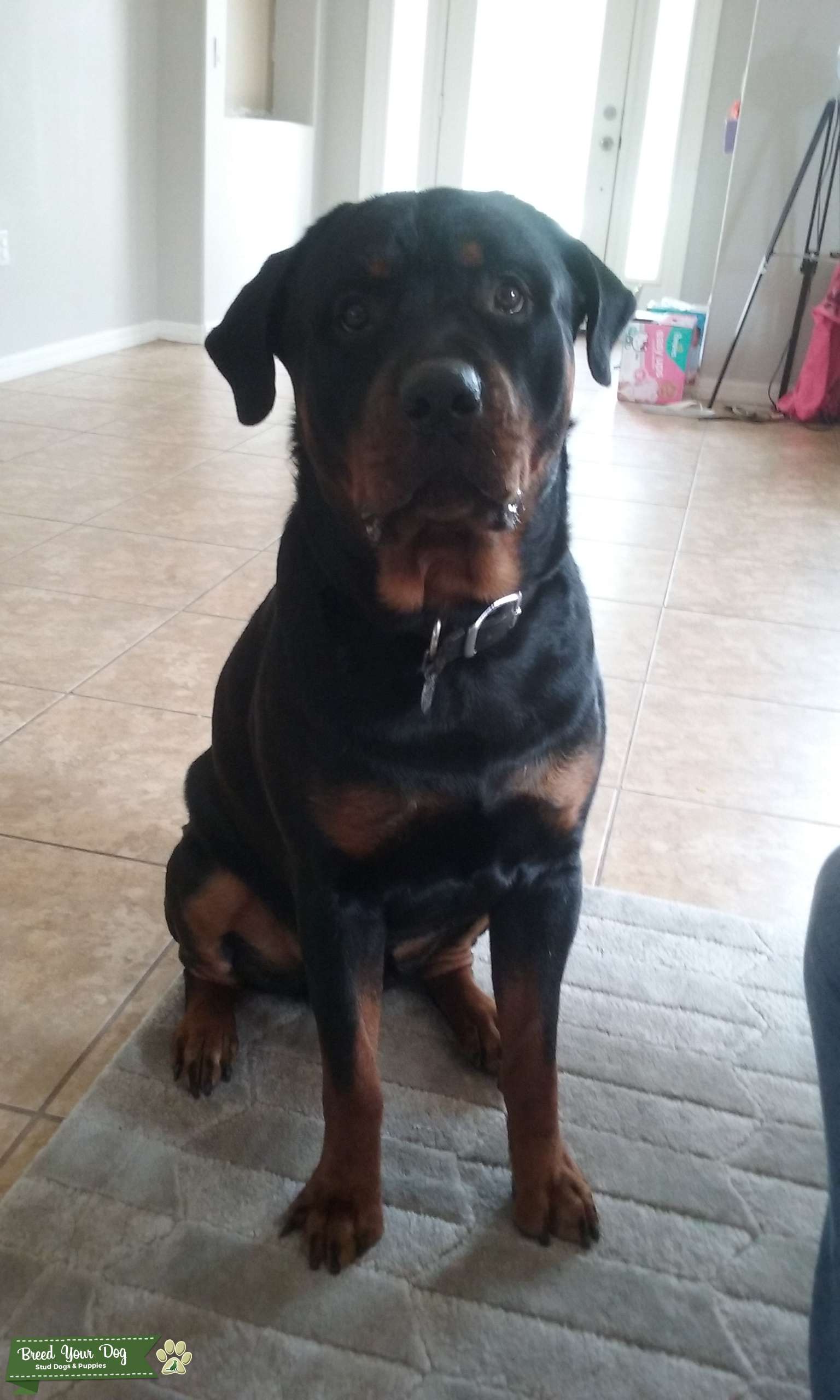 Rottweiler stud - Stud Dog in FL, the United States | Breed Your Dog