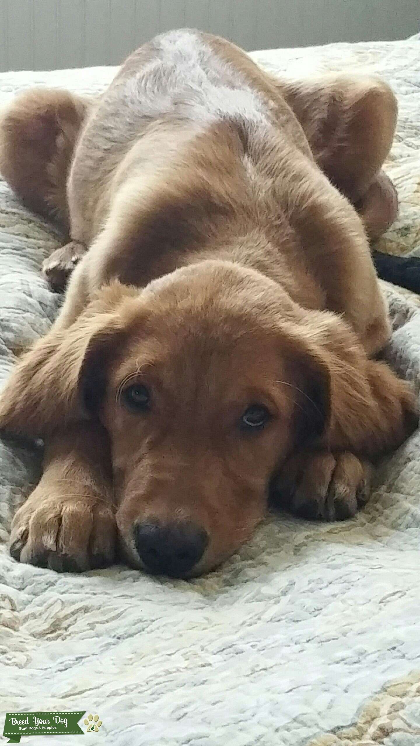 Handsome Stud! - Stud Dog in Missouri, the United States | Breed Your Dog
