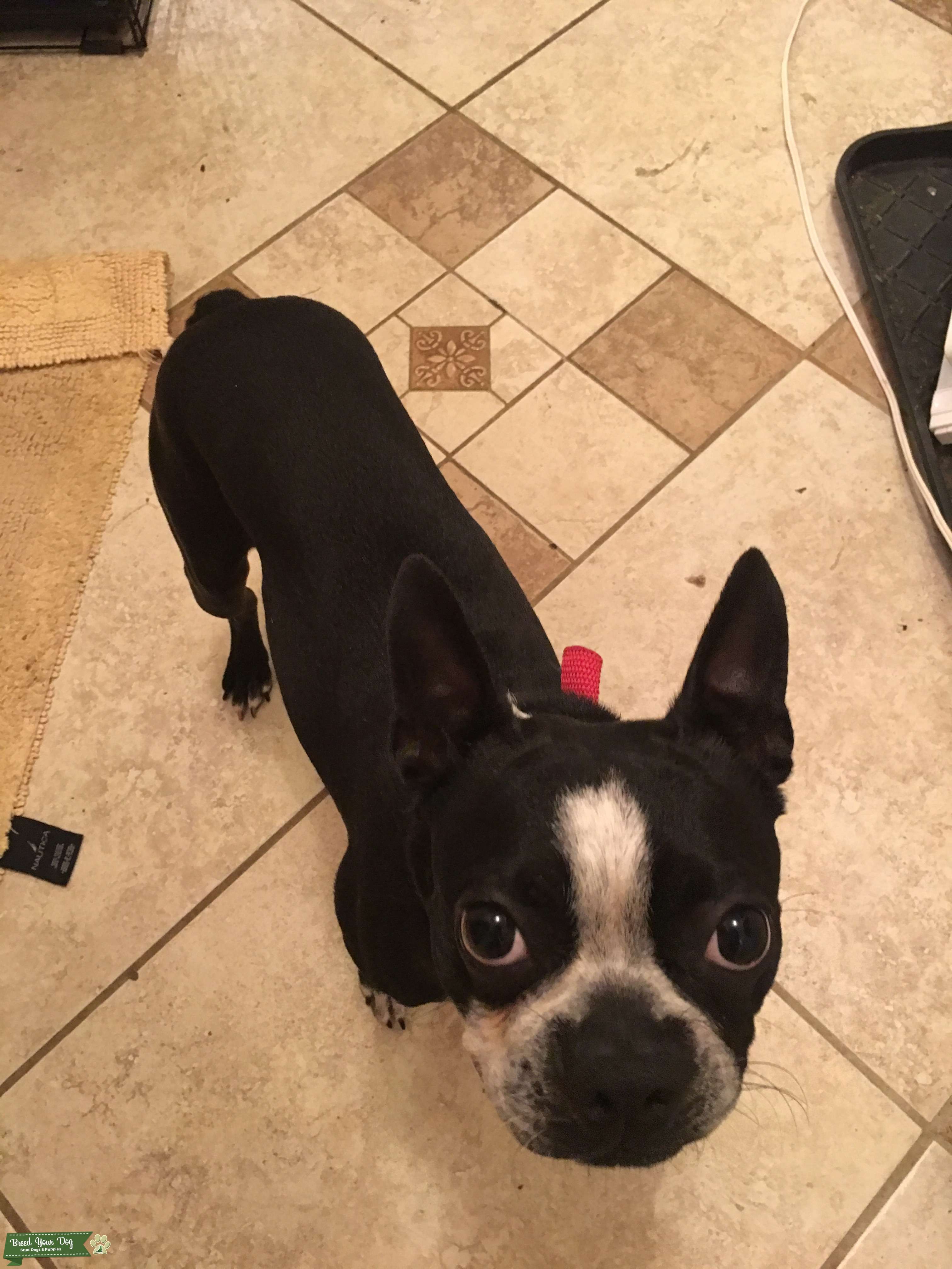 Boston Terrier Tuxedo Male - Stud Dog in Northwest Pa, the United ...