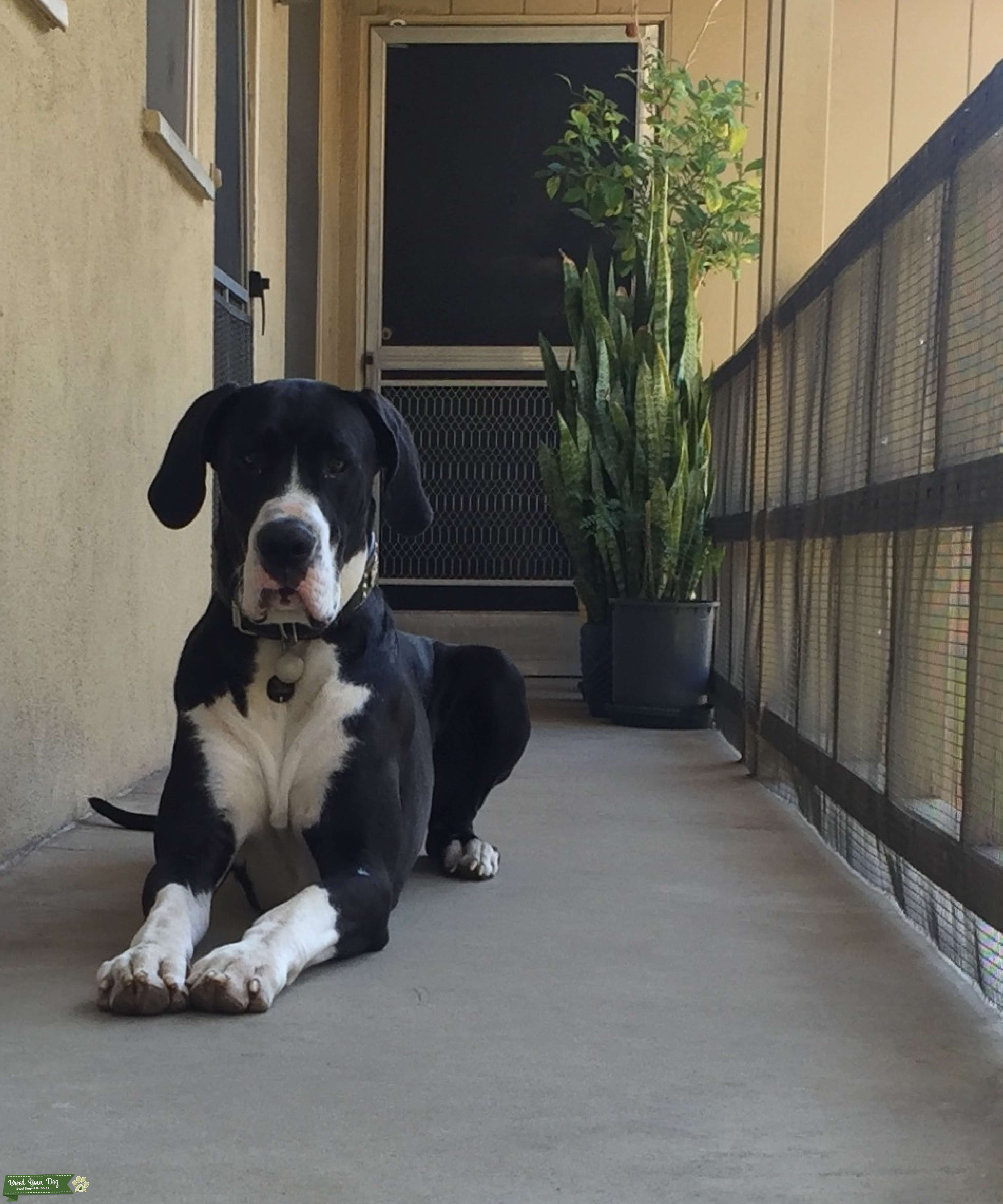 Great Dane - Stud - Stud Dog in California, the United States | Breed ...