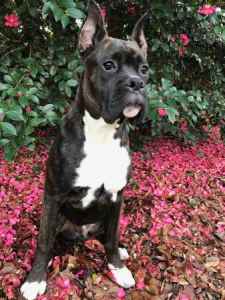 BEAUTIFUL BLACK BRINDLE BOXER - Stud Dog in Georgia, United States ...