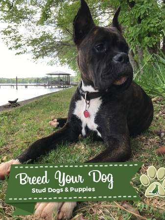 BEAUTIFUL BLACK BRINDLE BOXER - Stud Dog in Georgia, United States ...