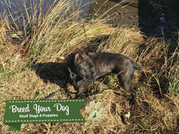 BEAUTIFUL BLACK BRINDLE BOXER - Stud Dog in Georgia, United States ...