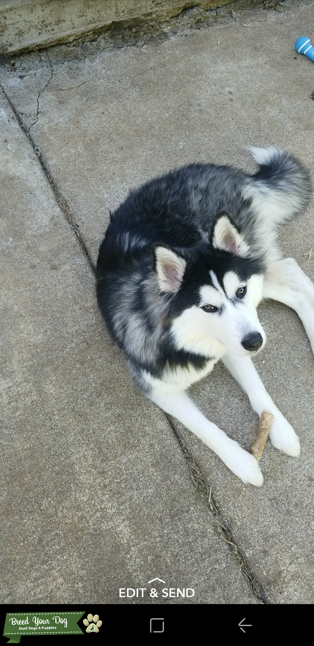 looking for a stud for female - Stud Dog OREGON - Breed Your Dog