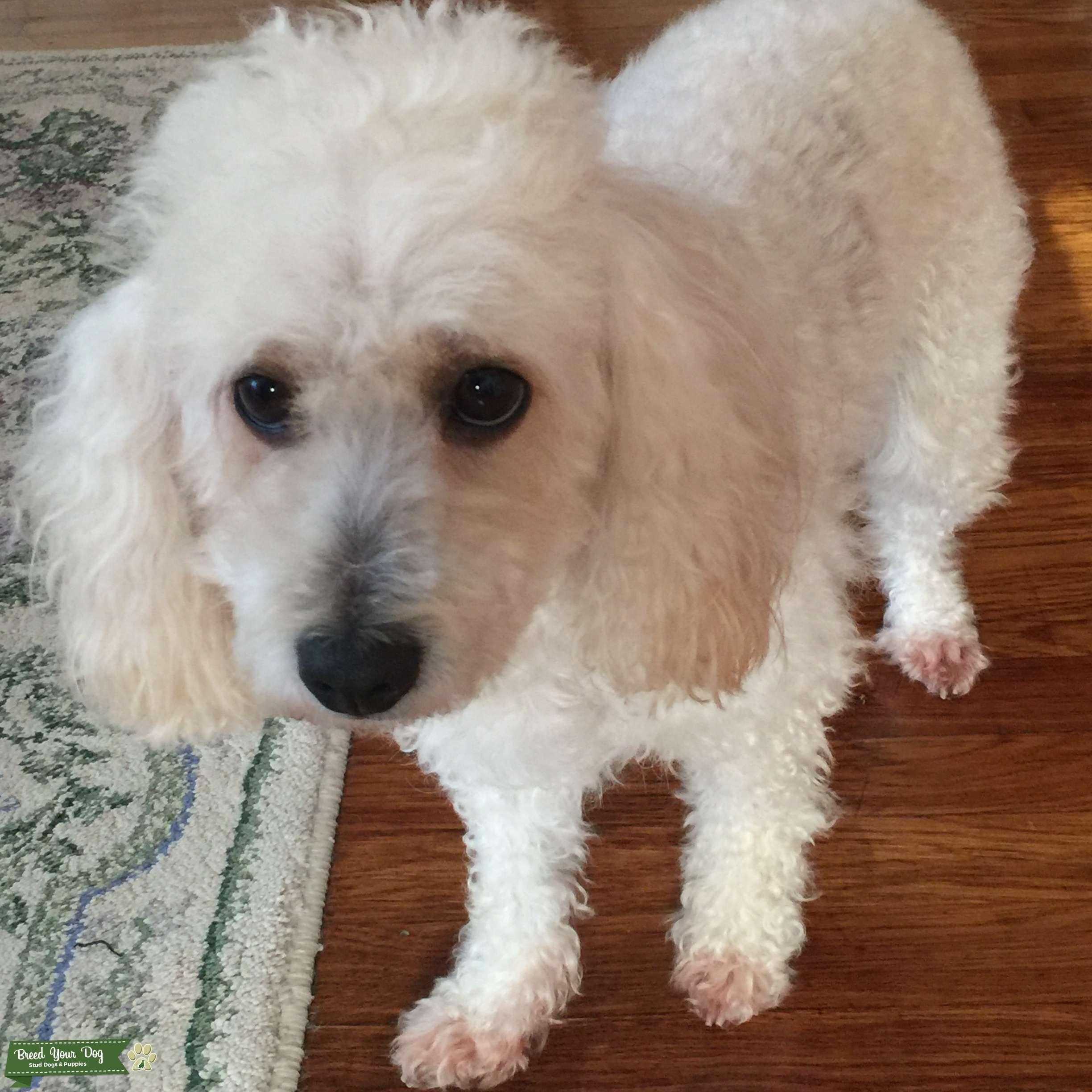 Looking for STUD for our Miniature Poodle - Stud Dog in Indianapolis ...