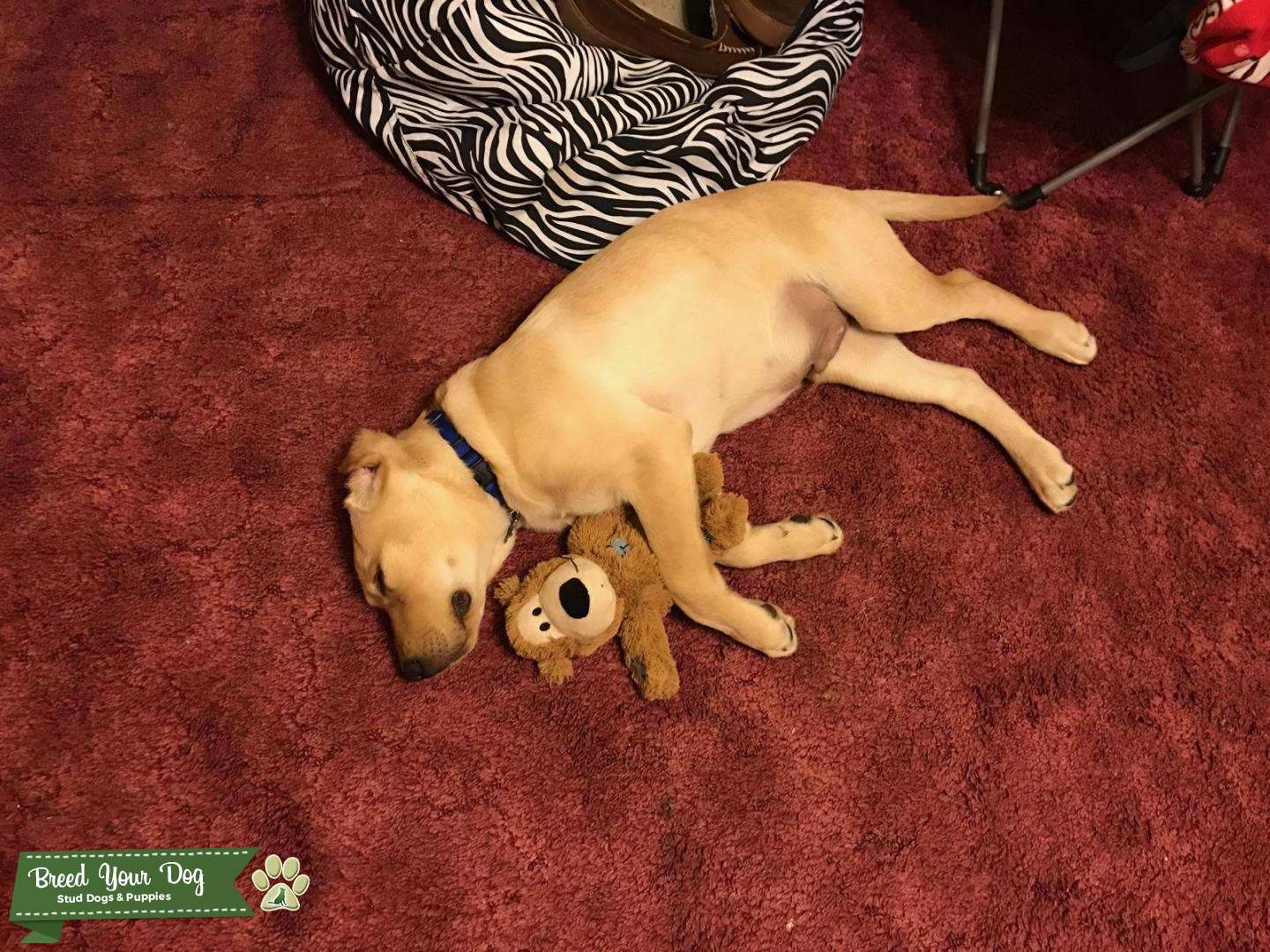 Yellow Lab Stud - Stud Dog Wisconsin - Breed Your Dog