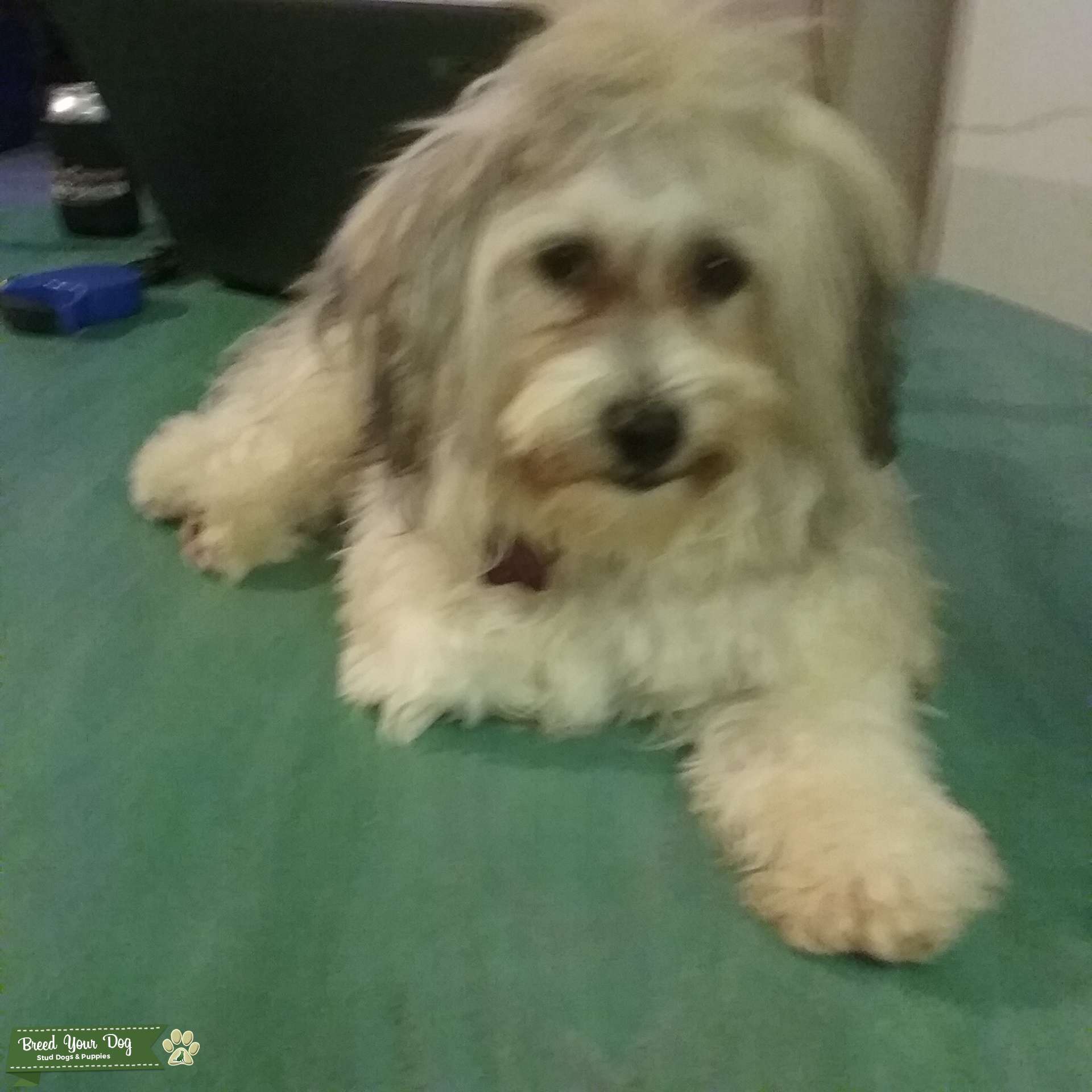Smart sweet small Havanese - Stud Dog in North Port FL, United States ...