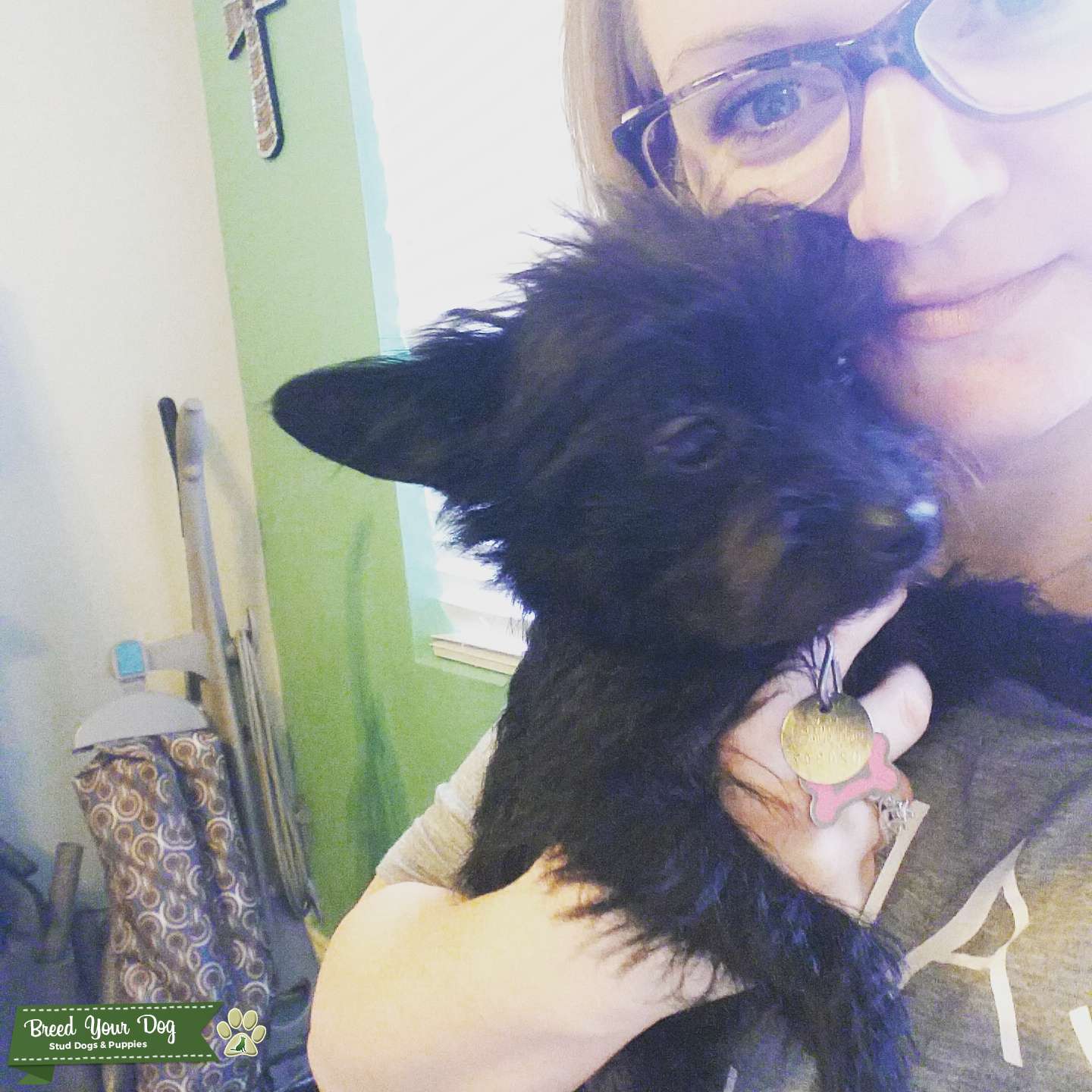 Chihuahua Miniature Poodle mix ready for a mate! - Stud Dog in ...