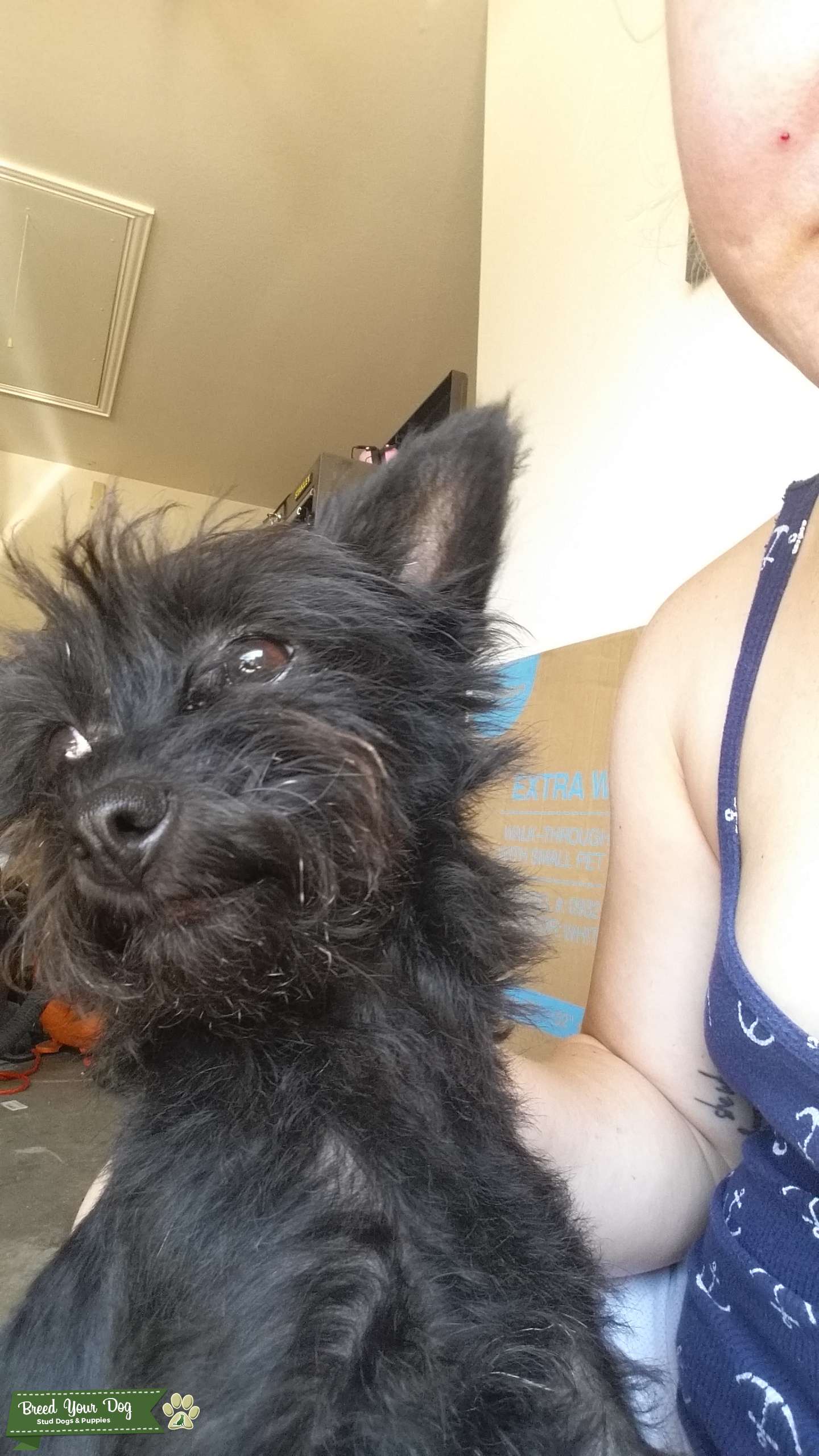 Chihuahua Miniature Poodle mix ready for a mate! - Stud Dog in ...