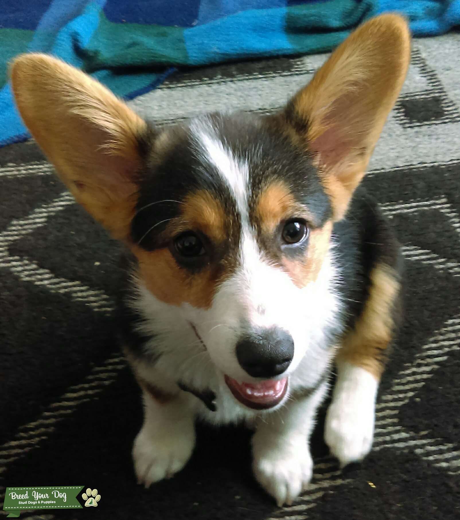 Tri corgi - Stud Dog in West coast, the United States | Breed Your Dog