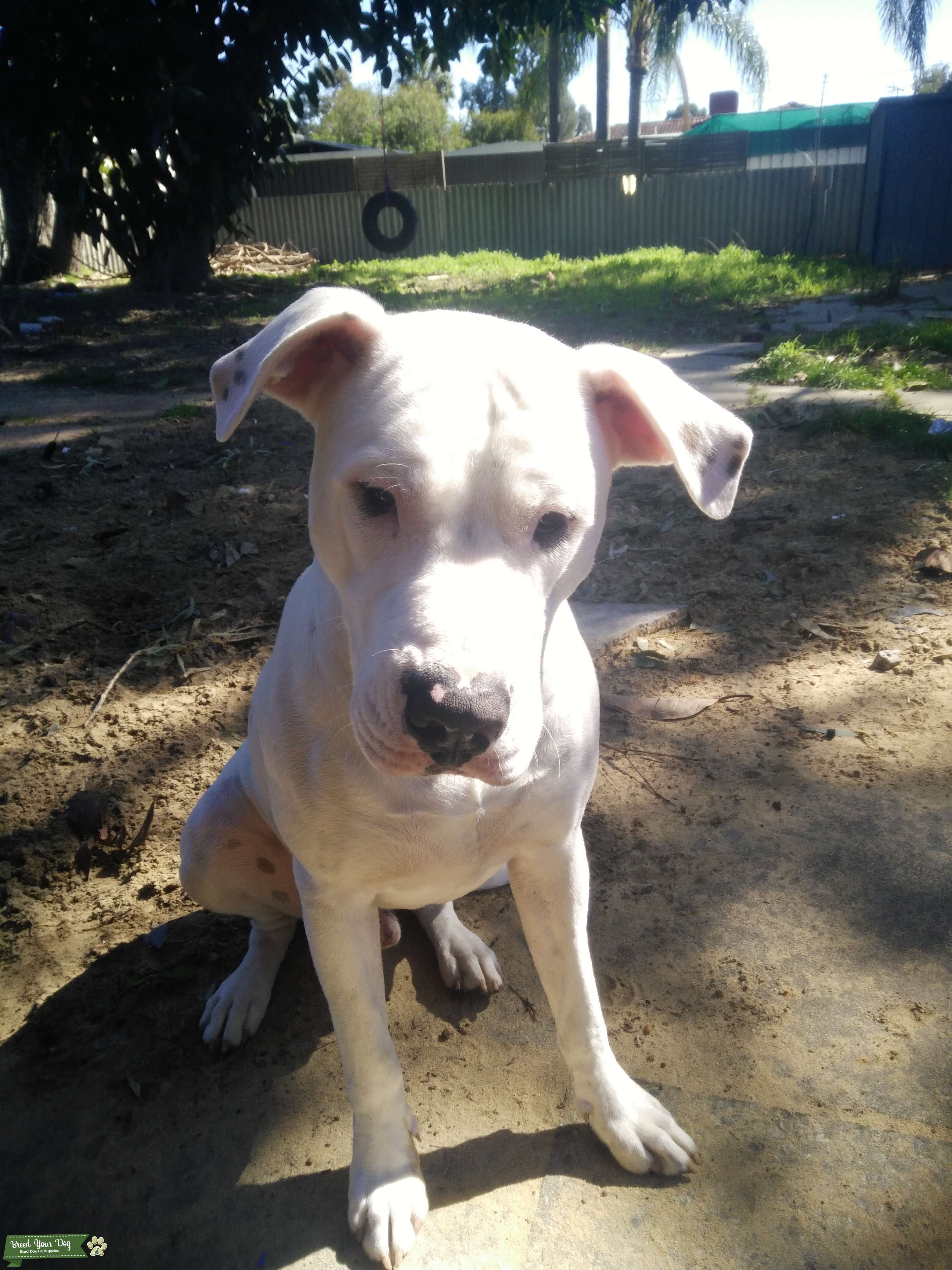Australian Bull Arab Pure Breed aka Aussie Pig Dog - Stud Dog in WA ...