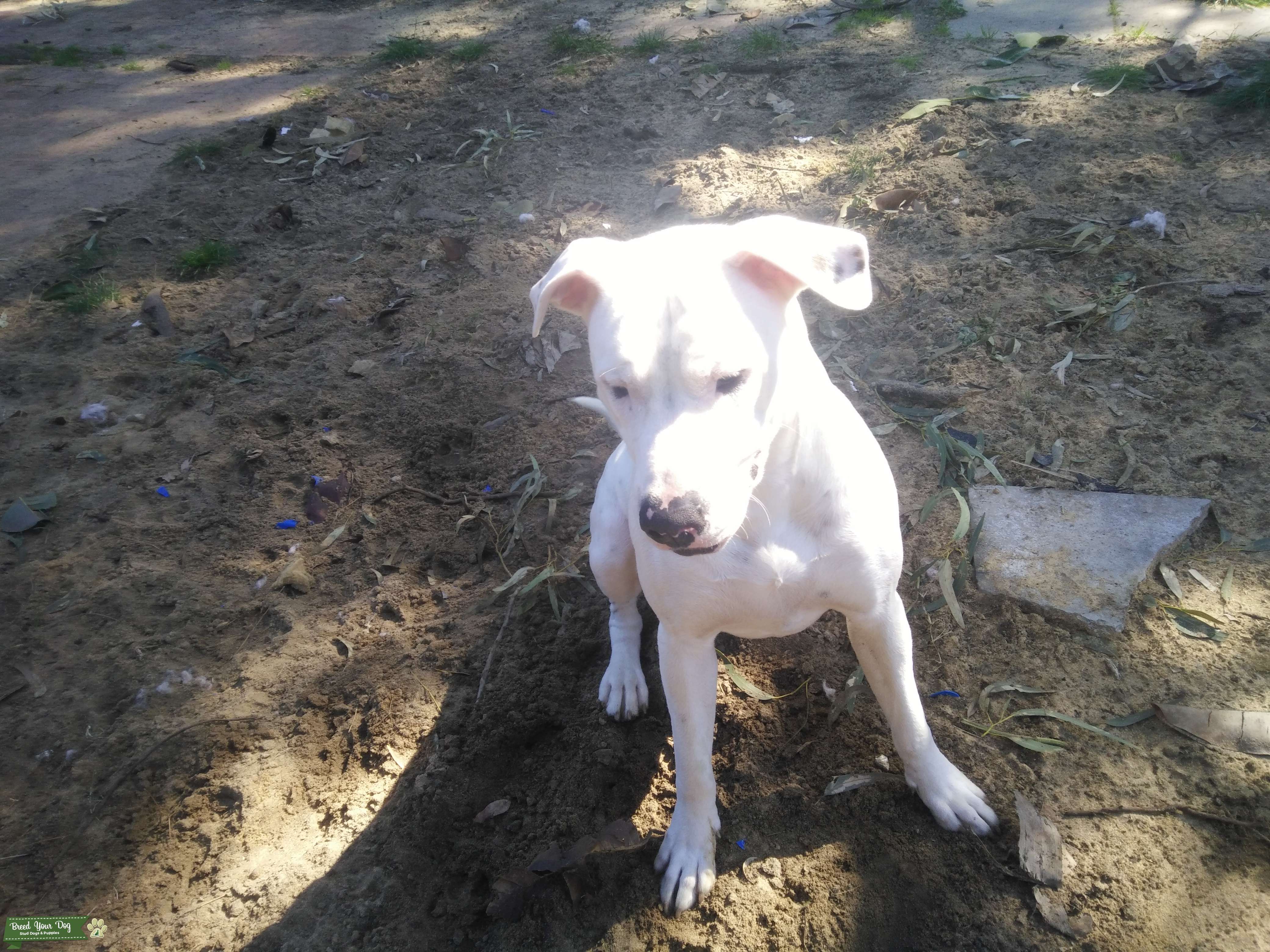 Australian Bull Arab Pure Breed aka Aussie Pig Dog - Stud Dog in WA ...