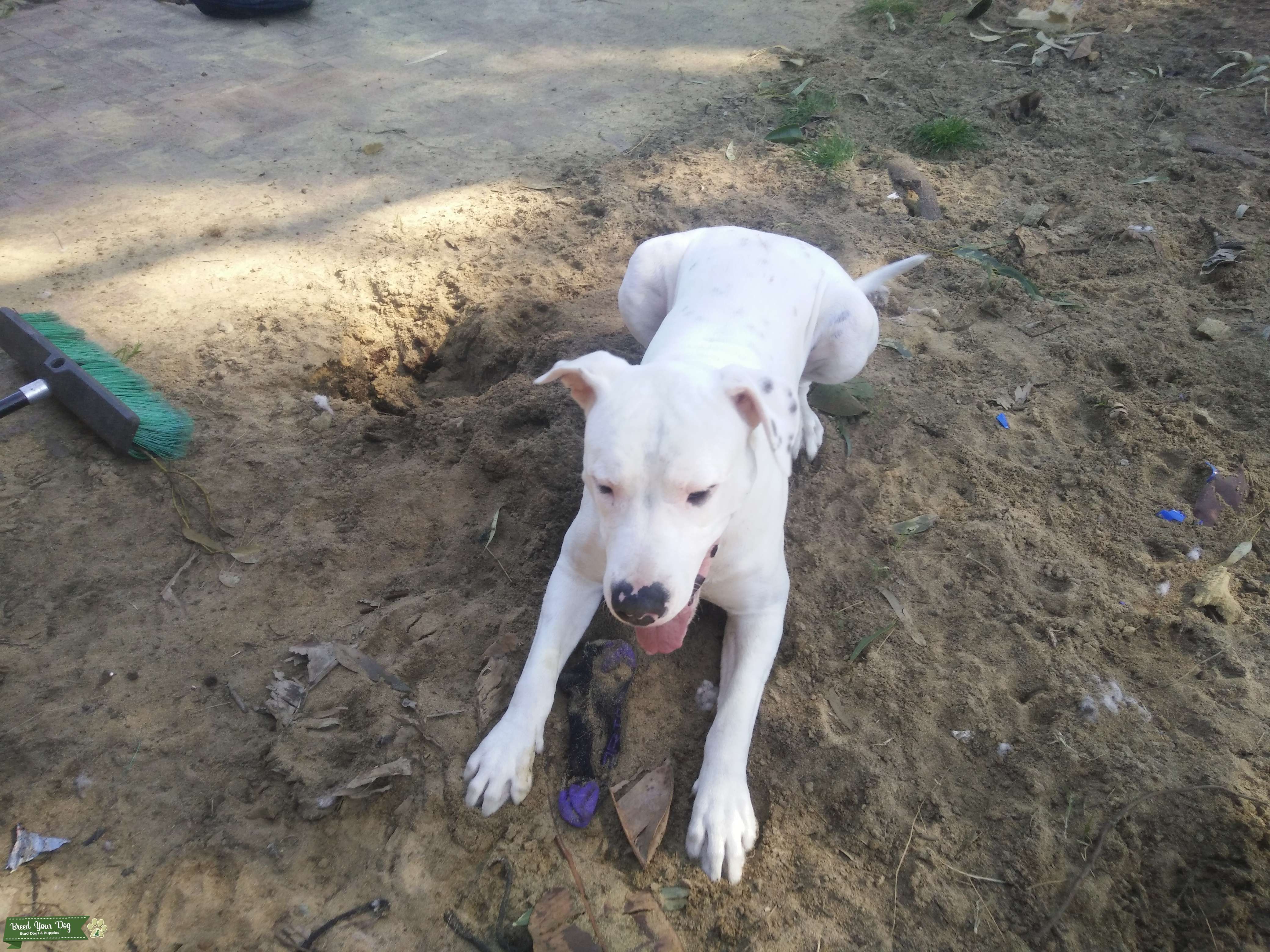 Australian Bull Arab Pure Breed aka Aussie Pig Dog - Stud Dog in WA ...