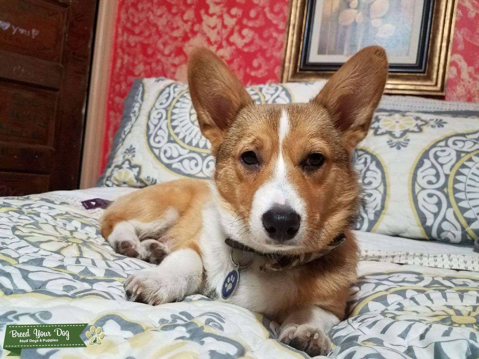 Pembroke Welsh corgi - Stud Dog in Bethlehem PA , United States | Breed ...