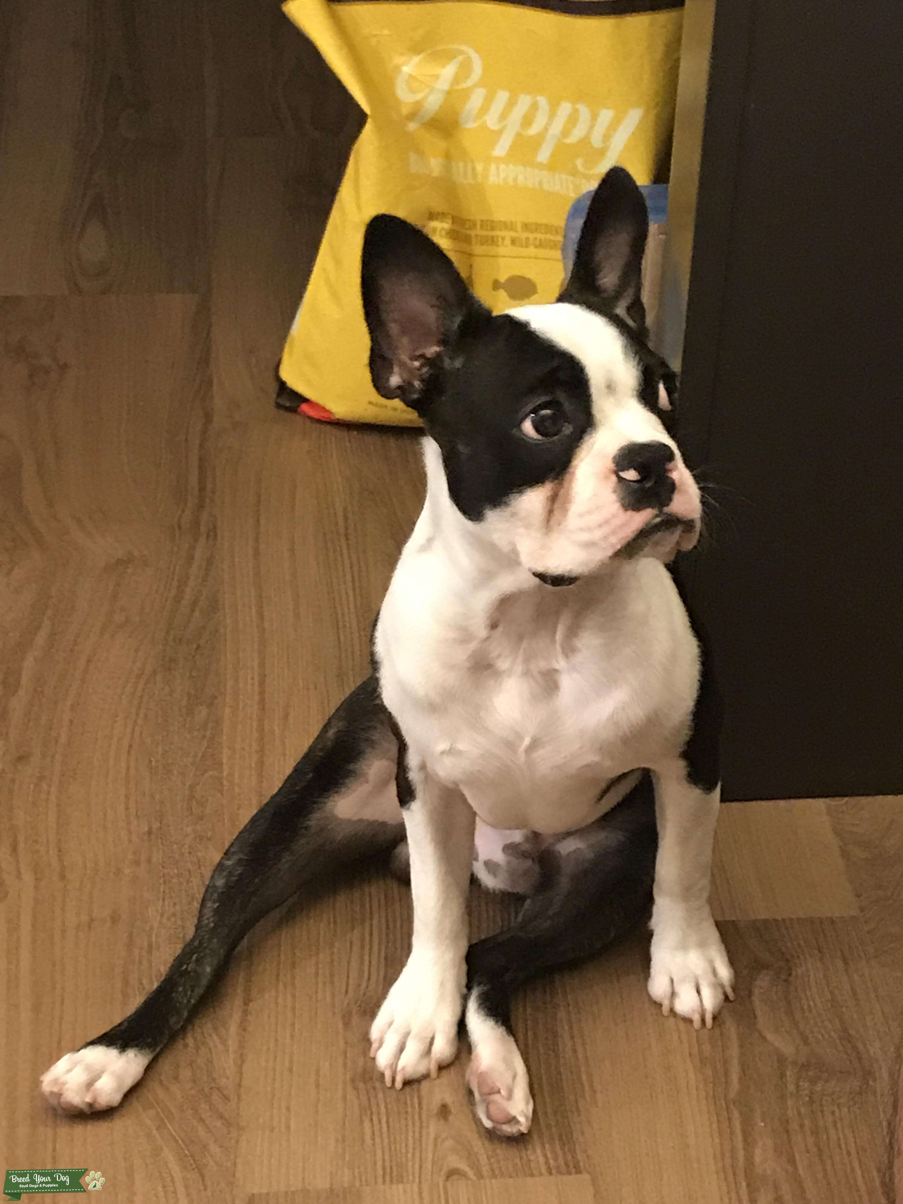 Male Boston Terrior looking for female dog pure breed - Stud Dog in ...