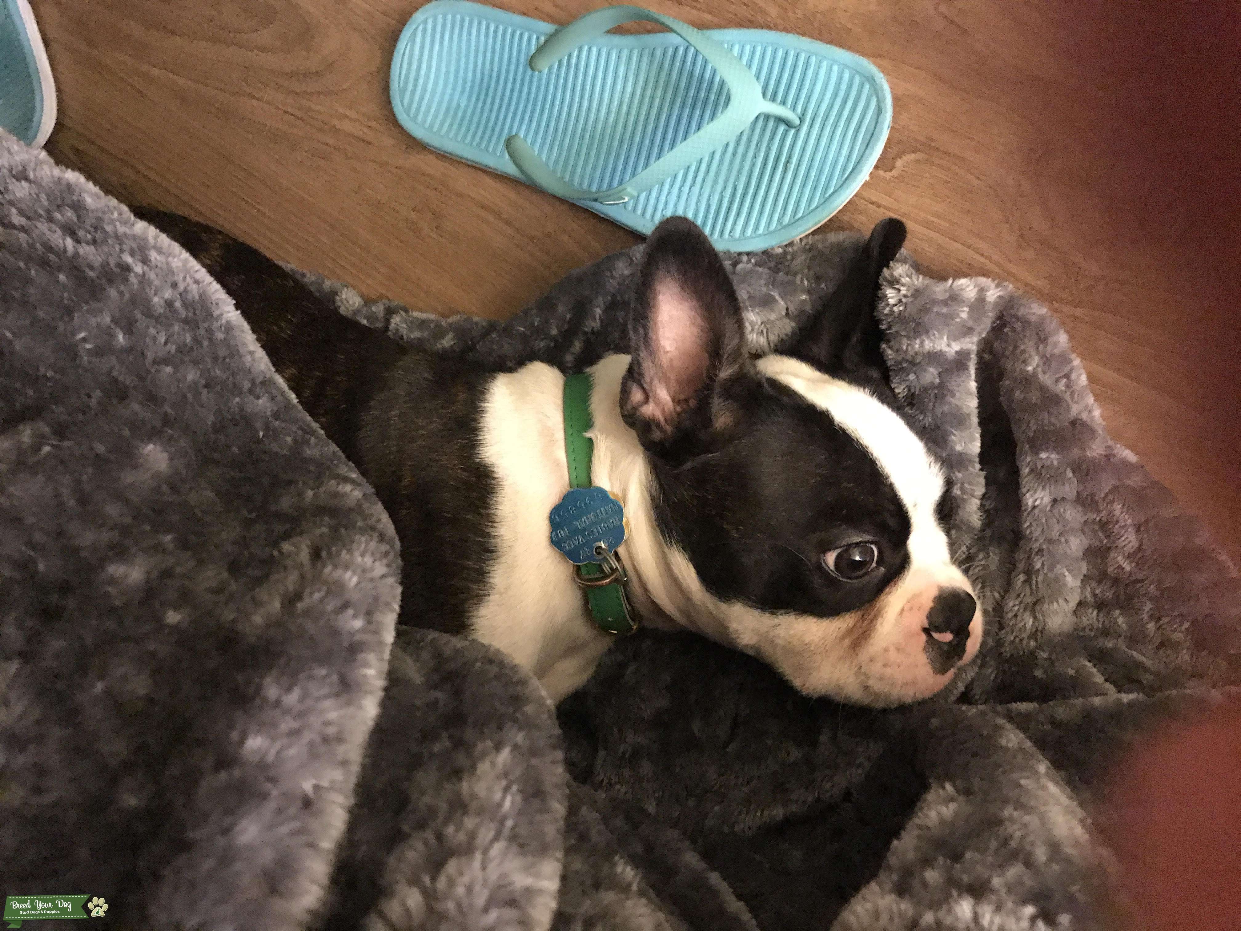 Male Boston Terrior looking for female dog pure breed - Stud Dog in ...