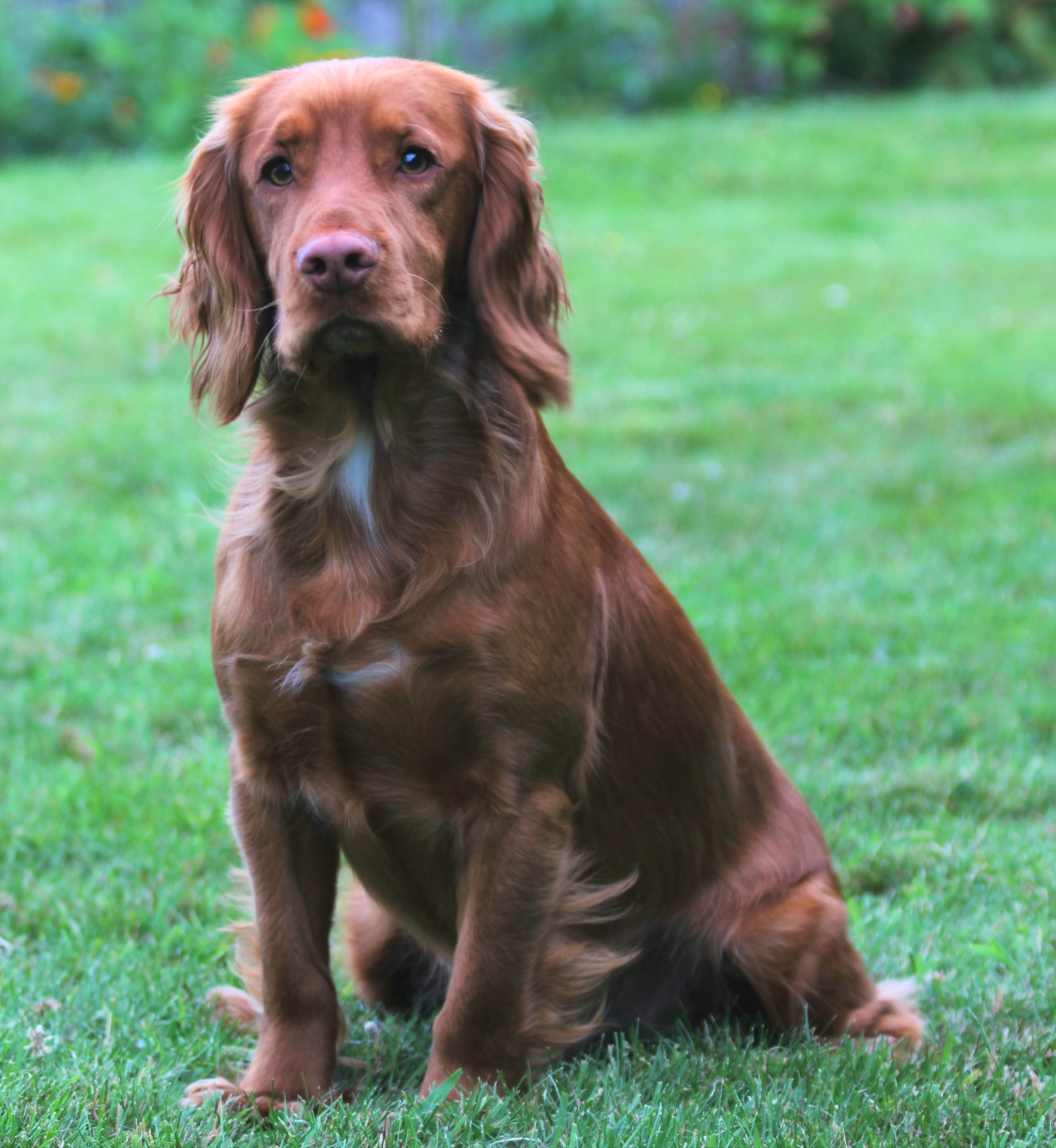 Stunning Proven Red Working Cocker Spaniel - Stud Dog in South ...
