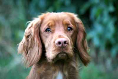 Stunning Proven Red Working Cocker Spaniel - Stud Dog in South ...