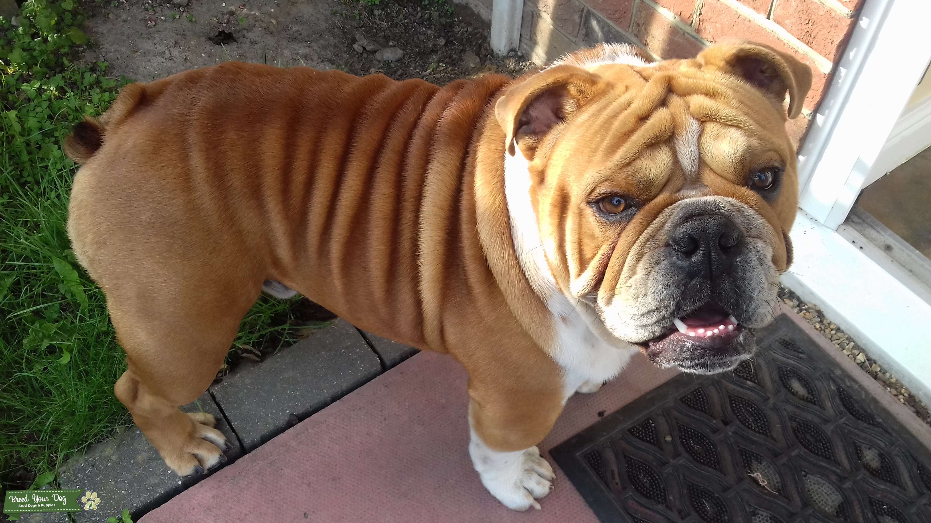 Bulldog beauty - Stud Dog in East Sussex, the United States | Breed ...