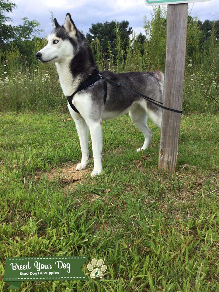 Female Siberian Husky Looking for a Stud to Breed with - Stud Dog in ...