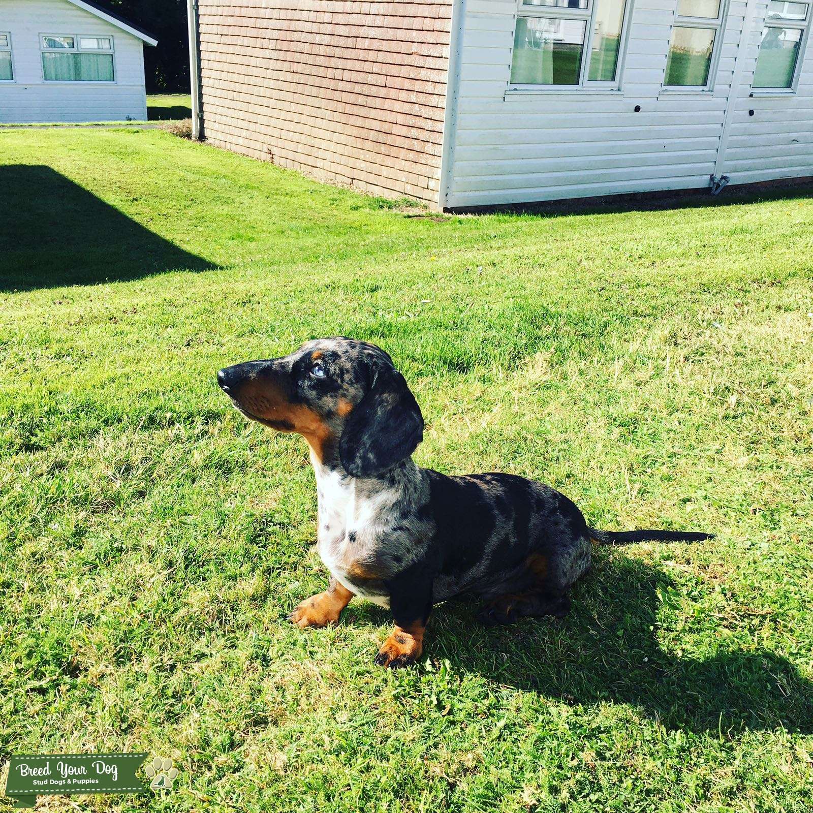 Minature Silver Dapple Dachshund - Stud Dog Somerset - Breed Your Dog