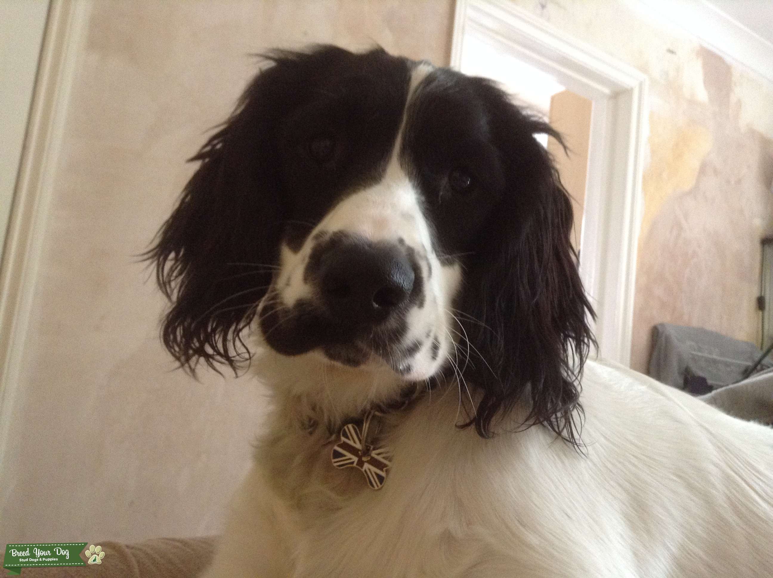 English springer spaniel - Stud Dog in Sheffield, the United States ...