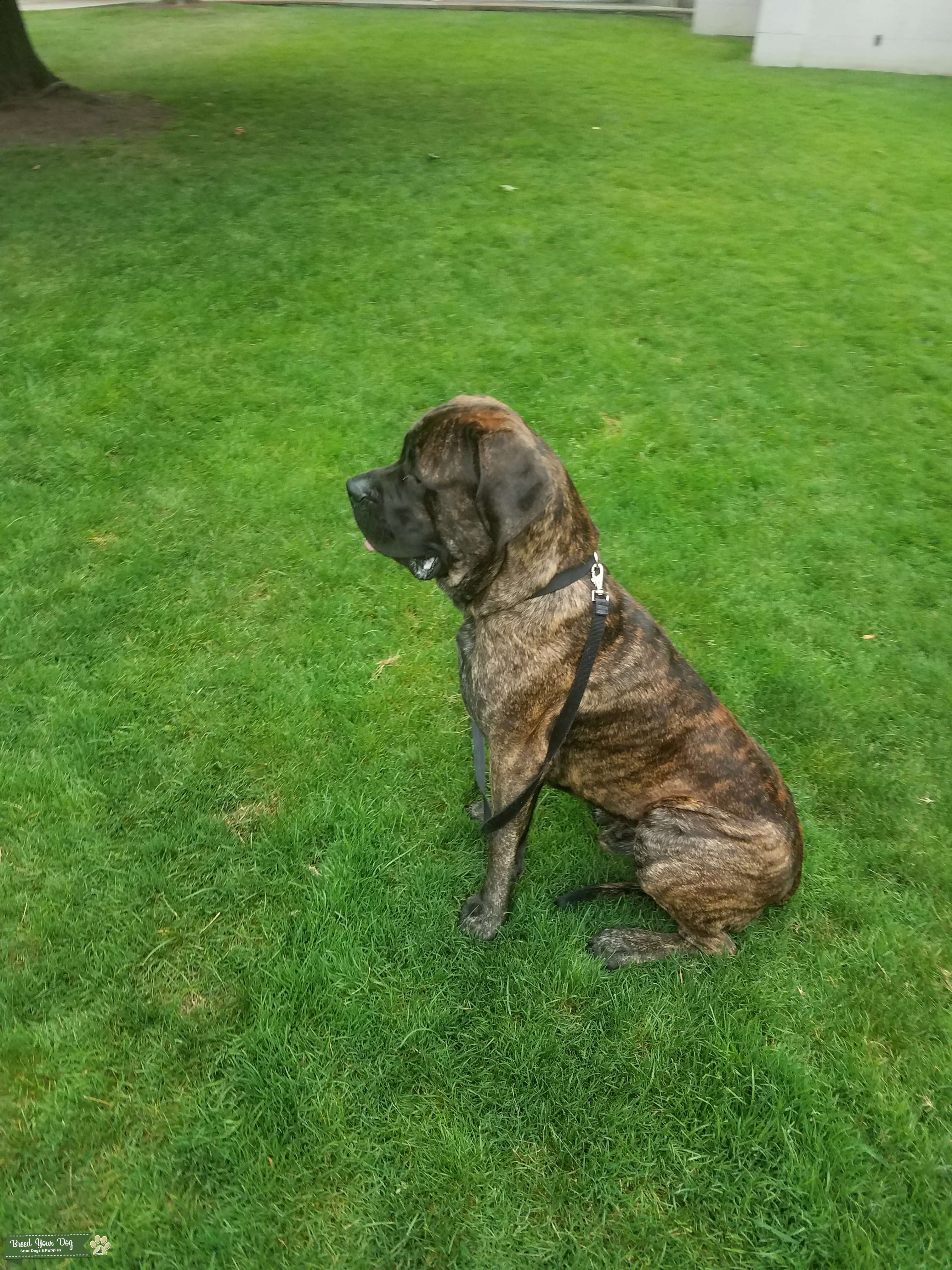 English Mastiff Stud - Stud Dog in Midwest, United States | Breed Your Dog