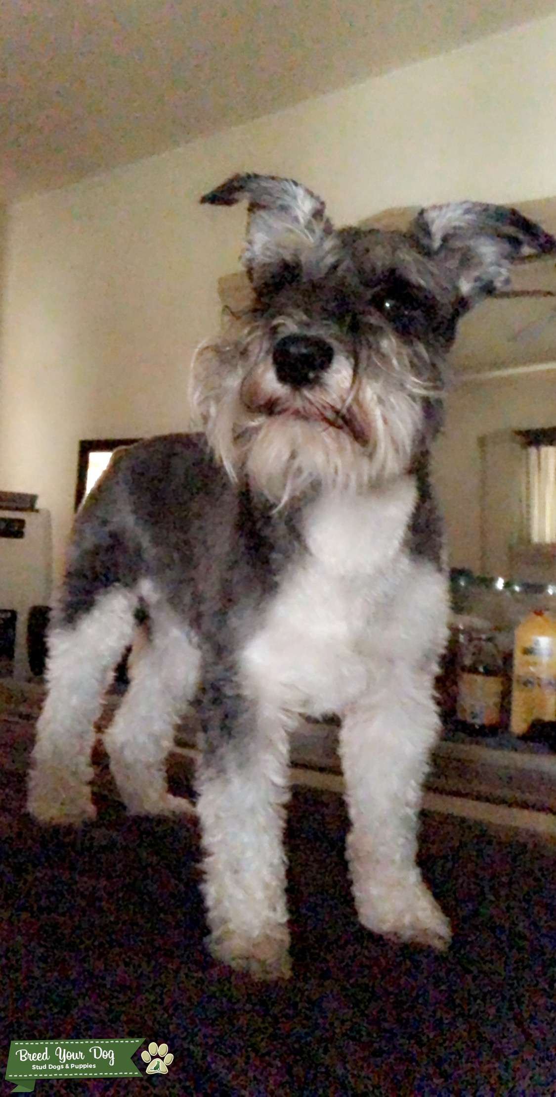 Looking For A Female To Mate With - Stud Dog in Usa, the United States ...