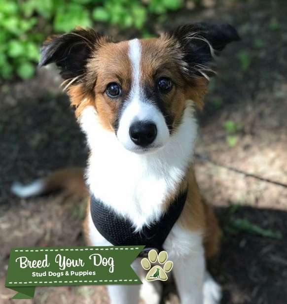 Mini Border Aussie - Stud Dog in Utah, the United States | Breed Your Dog