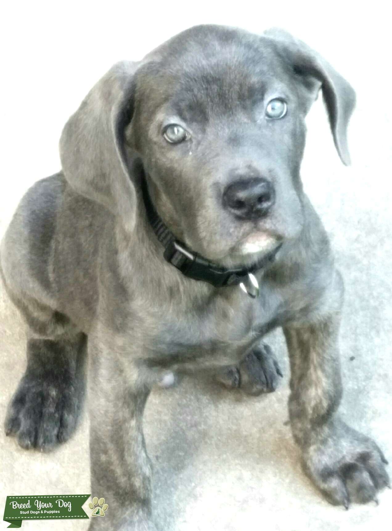 blue brindle cane corso stud. good temperment, muscular, athletic ...