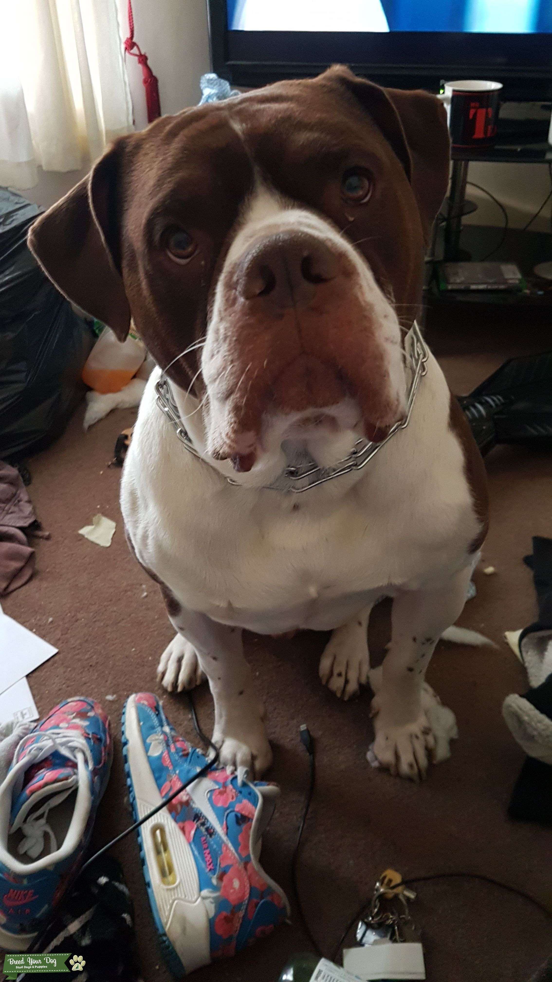 Alapha blue American bulldog - Stud Dog in Norfolk, the United States ...