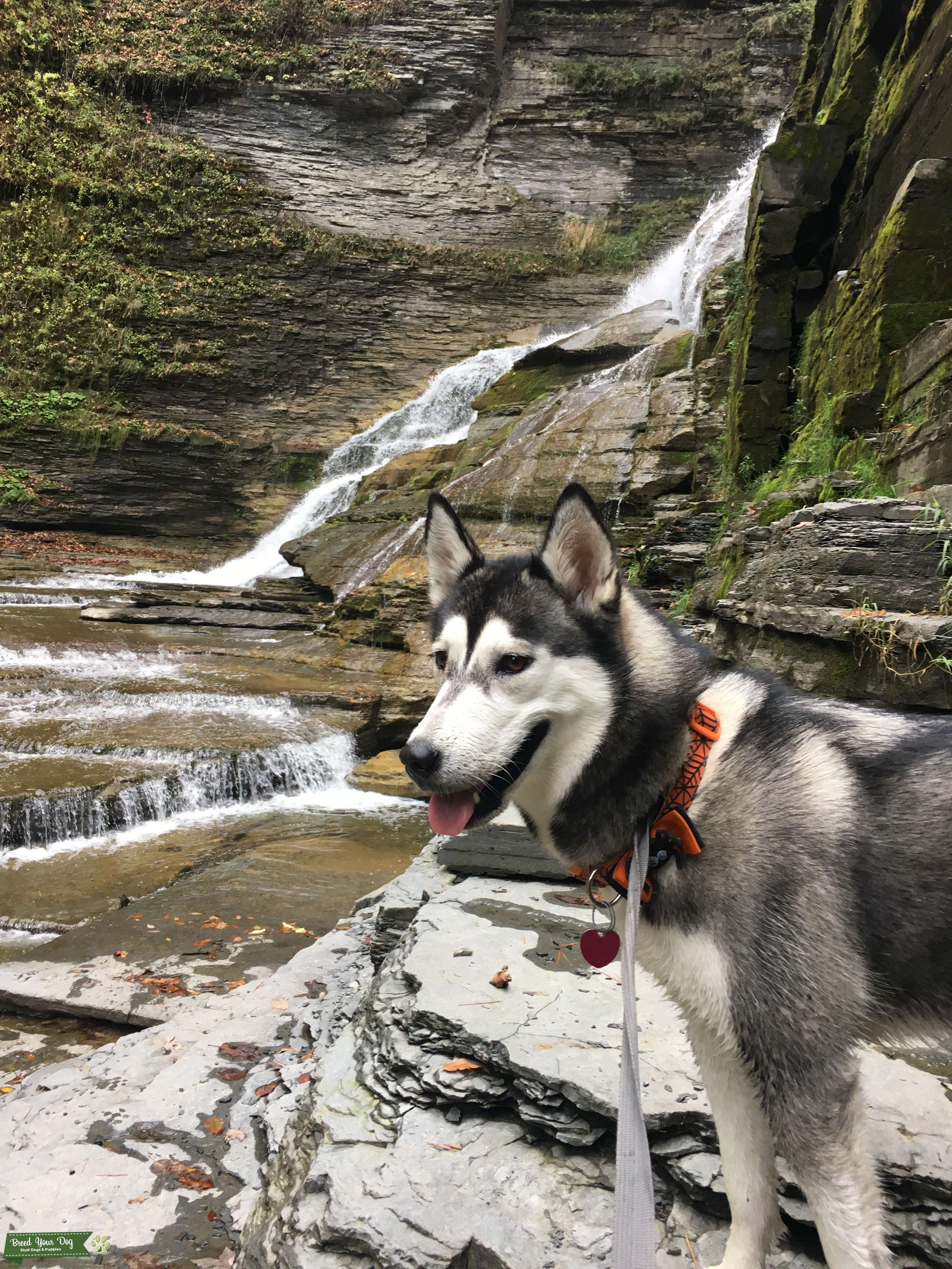 Luna, beautiful Siberian Husky with brown eyes - Stud Dog Connecticut ...