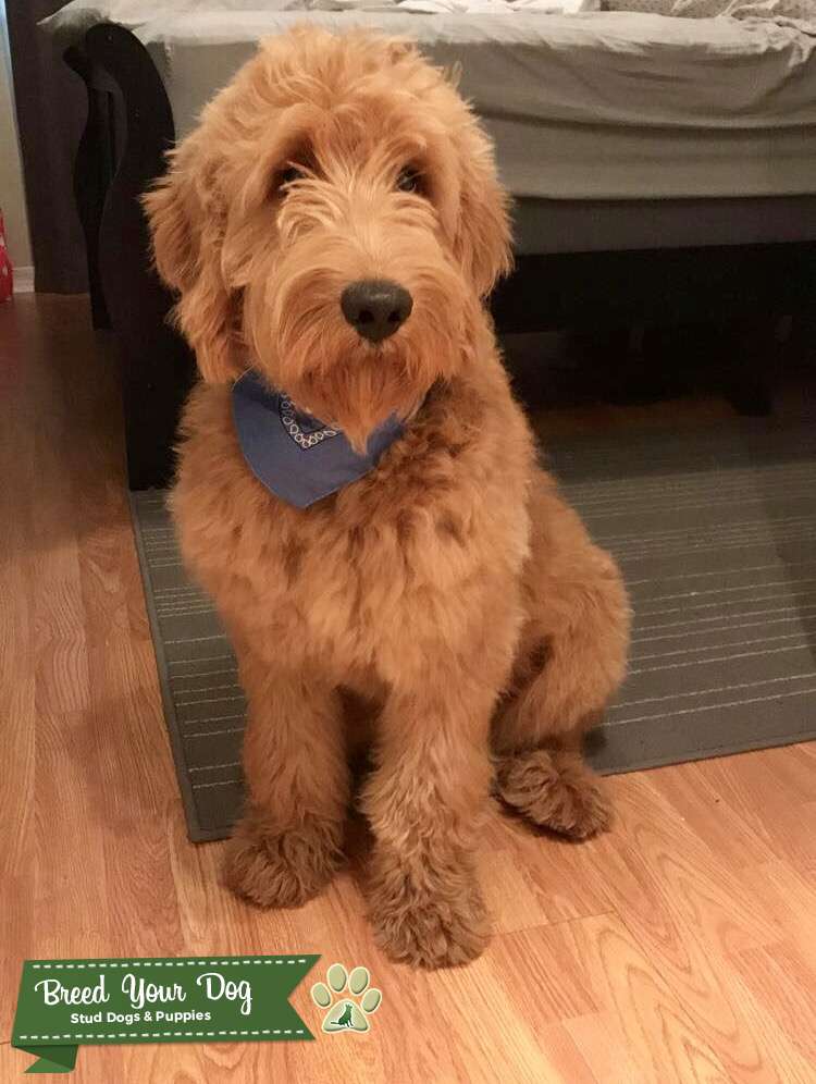 Looking for female Poole or Golden doodle - Stud Dog in Florida, the ...