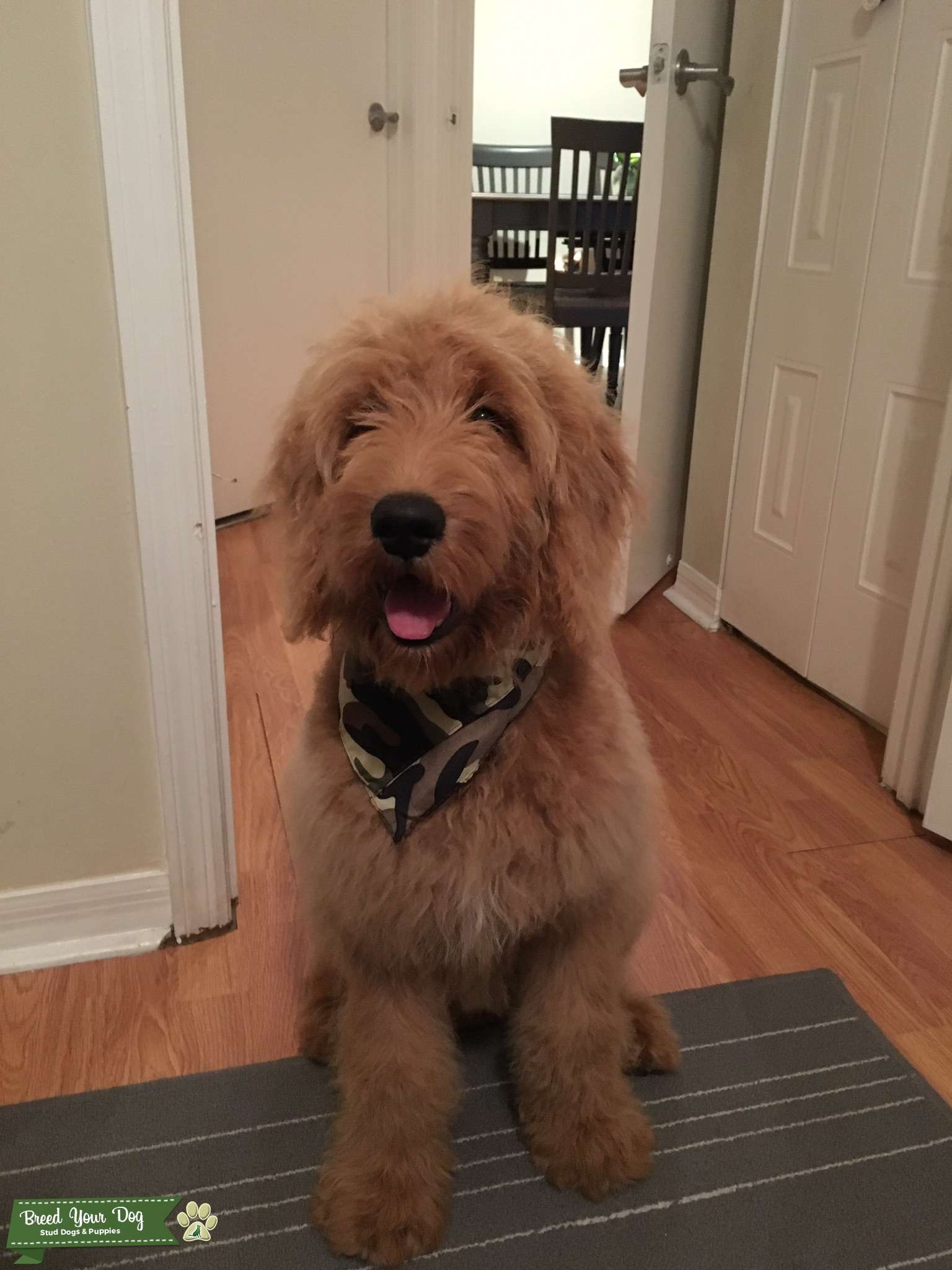 Looking for female Poole or Golden doodle - Stud Dog in Florida, the ...