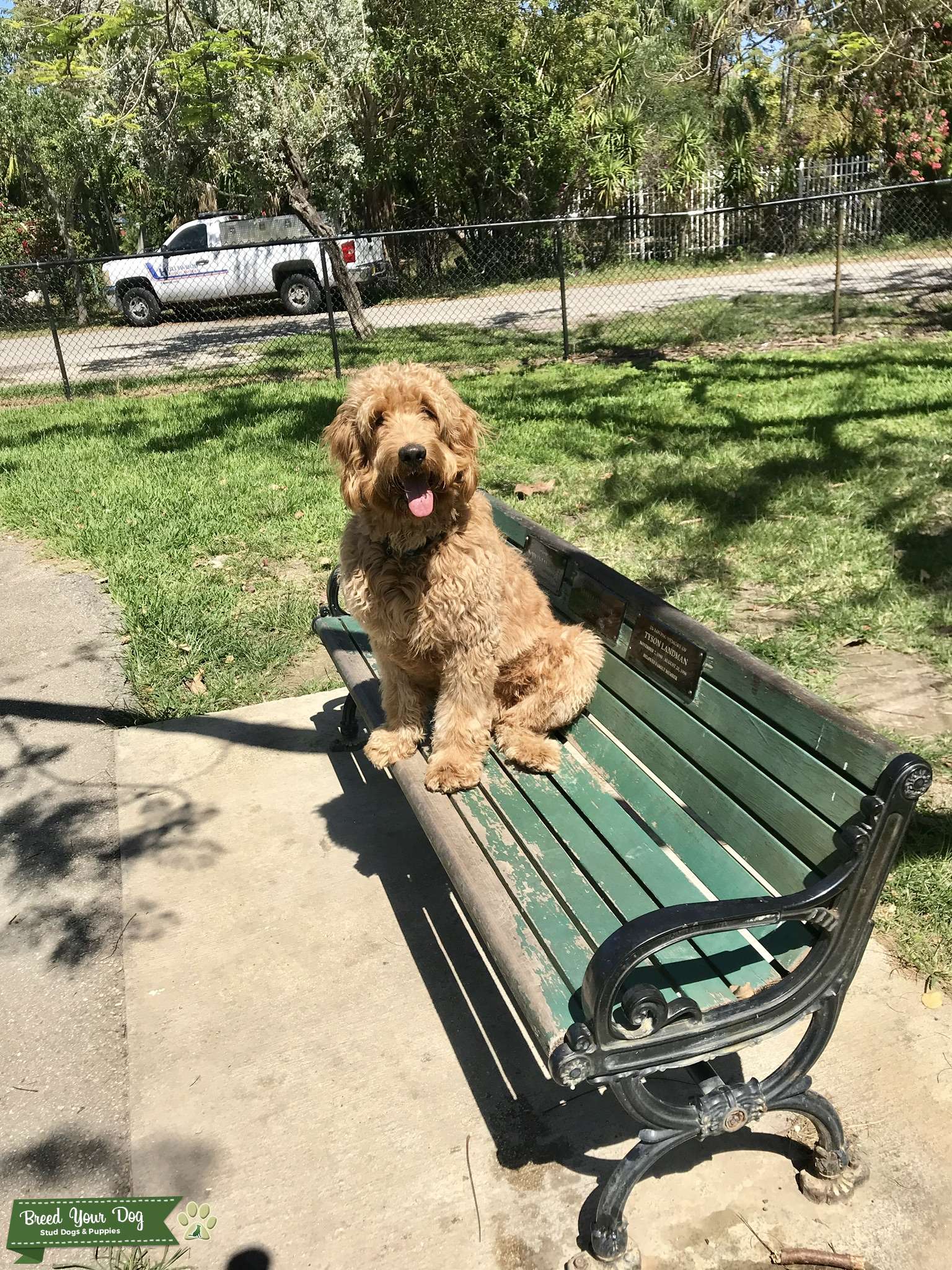 Looking for female Poole or Golden doodle - Stud Dog in Florida, the ...