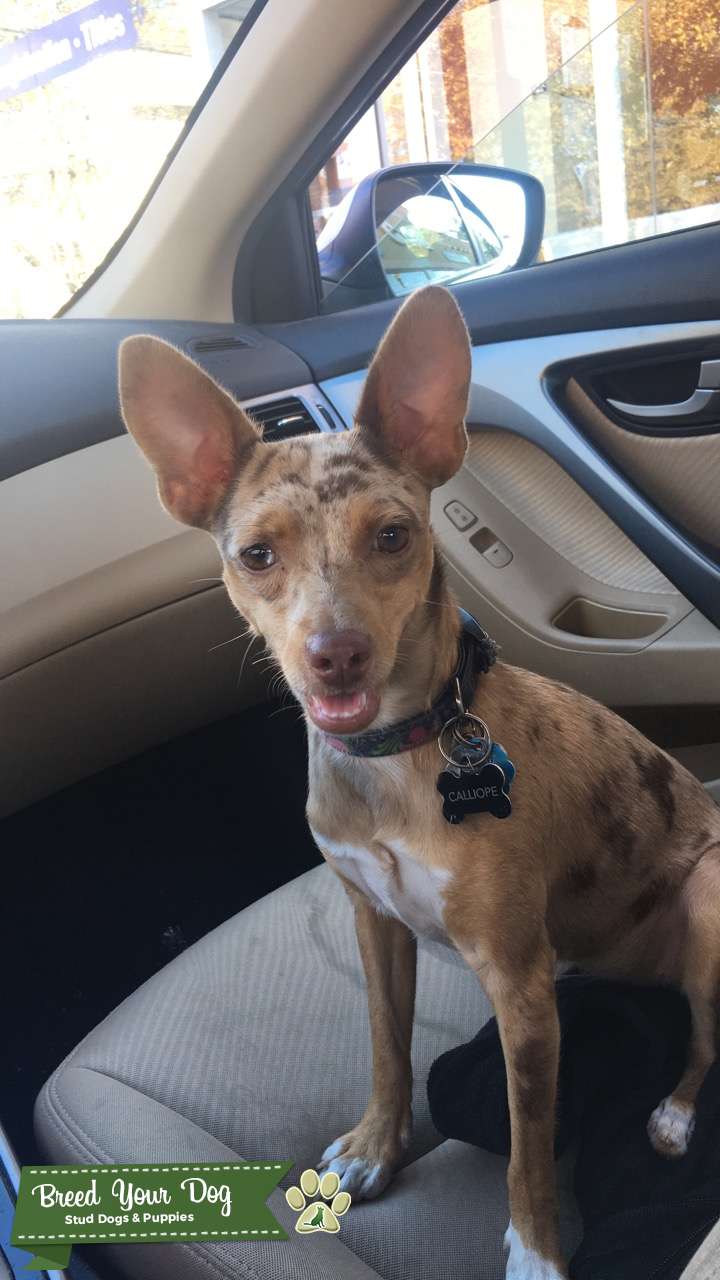 Mini Aussie/Jack Russell trying to breed - Stud Dog in Bethlehem , the ...