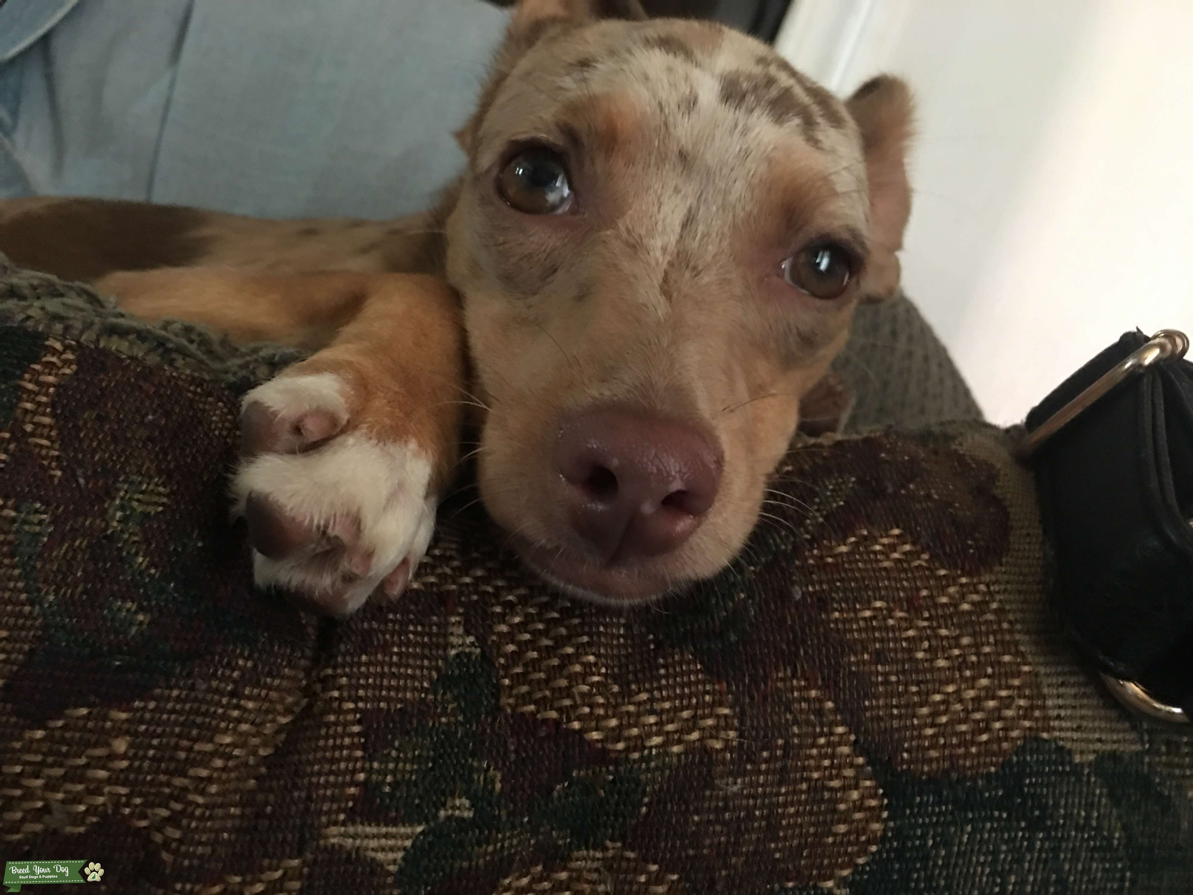 Mini Aussie/Jack Russell trying to breed - Stud Dog in Bethlehem , the ...