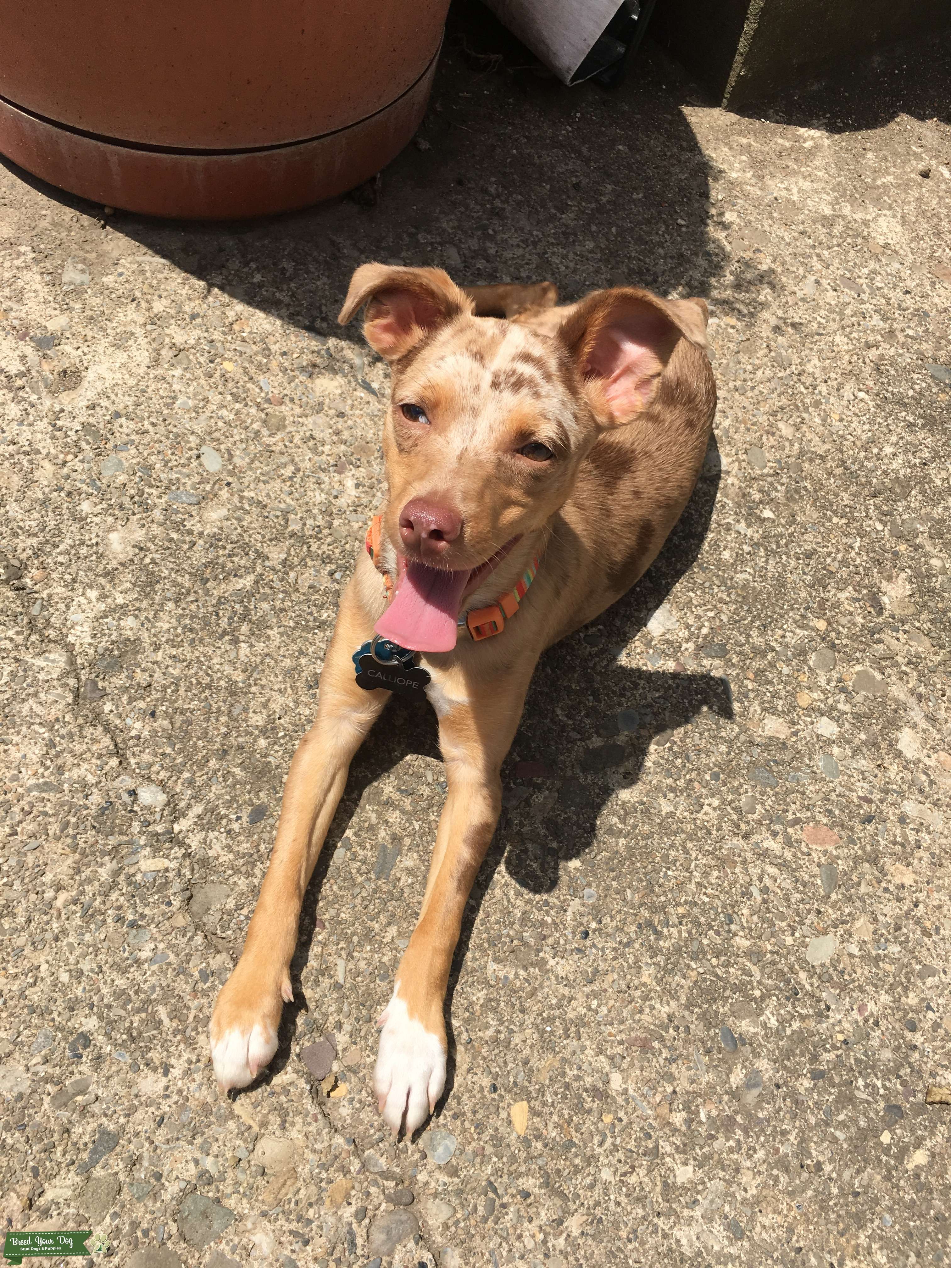 Mini Aussie/Jack Russell trying to breed - Stud Dog in Bethlehem , the ...