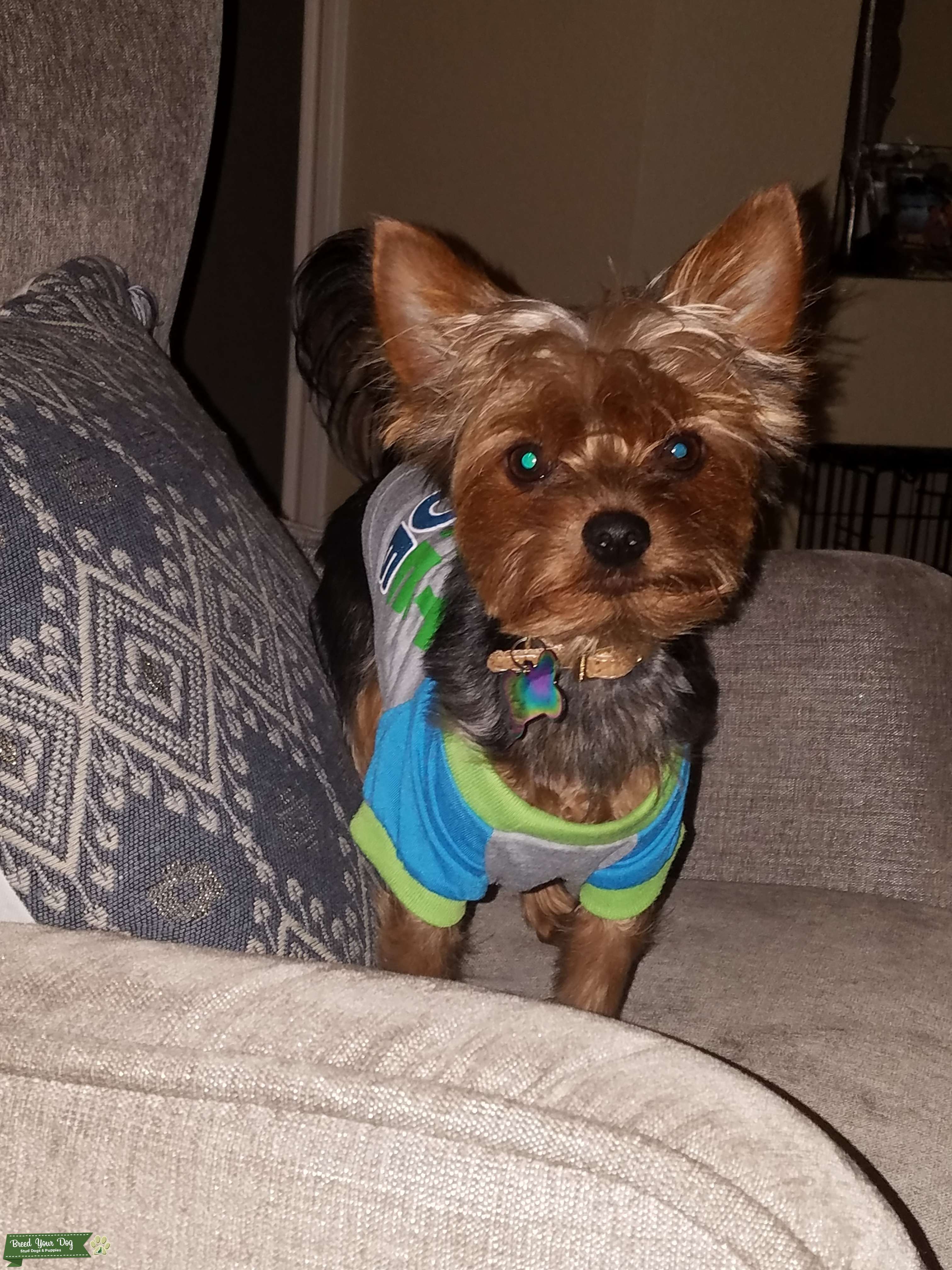 Stud Dog - Smiley Yorkshire Terrier Stud - Breed Your Dog