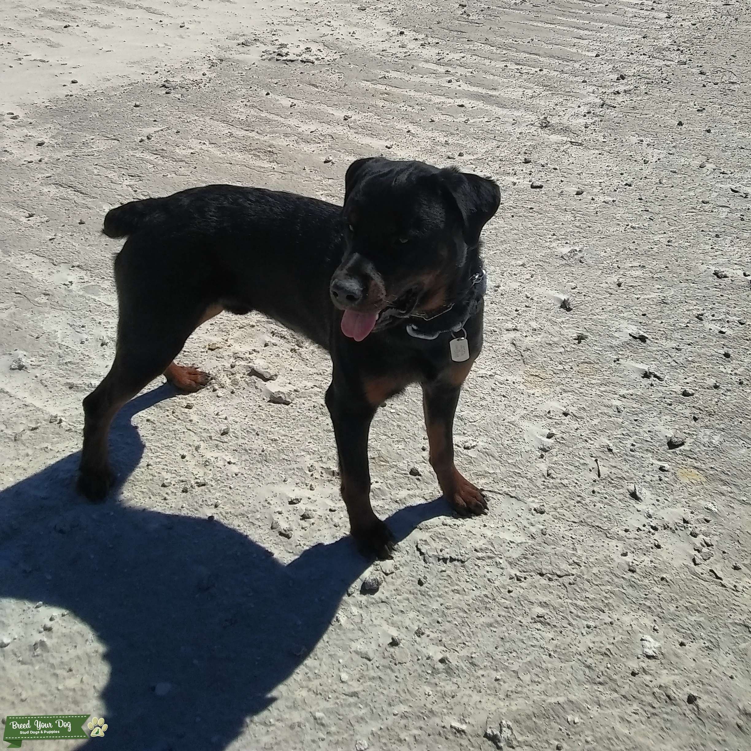 1 1/2 year old Male Rottweiler stud - Stud Dog in Florida, the United ...
