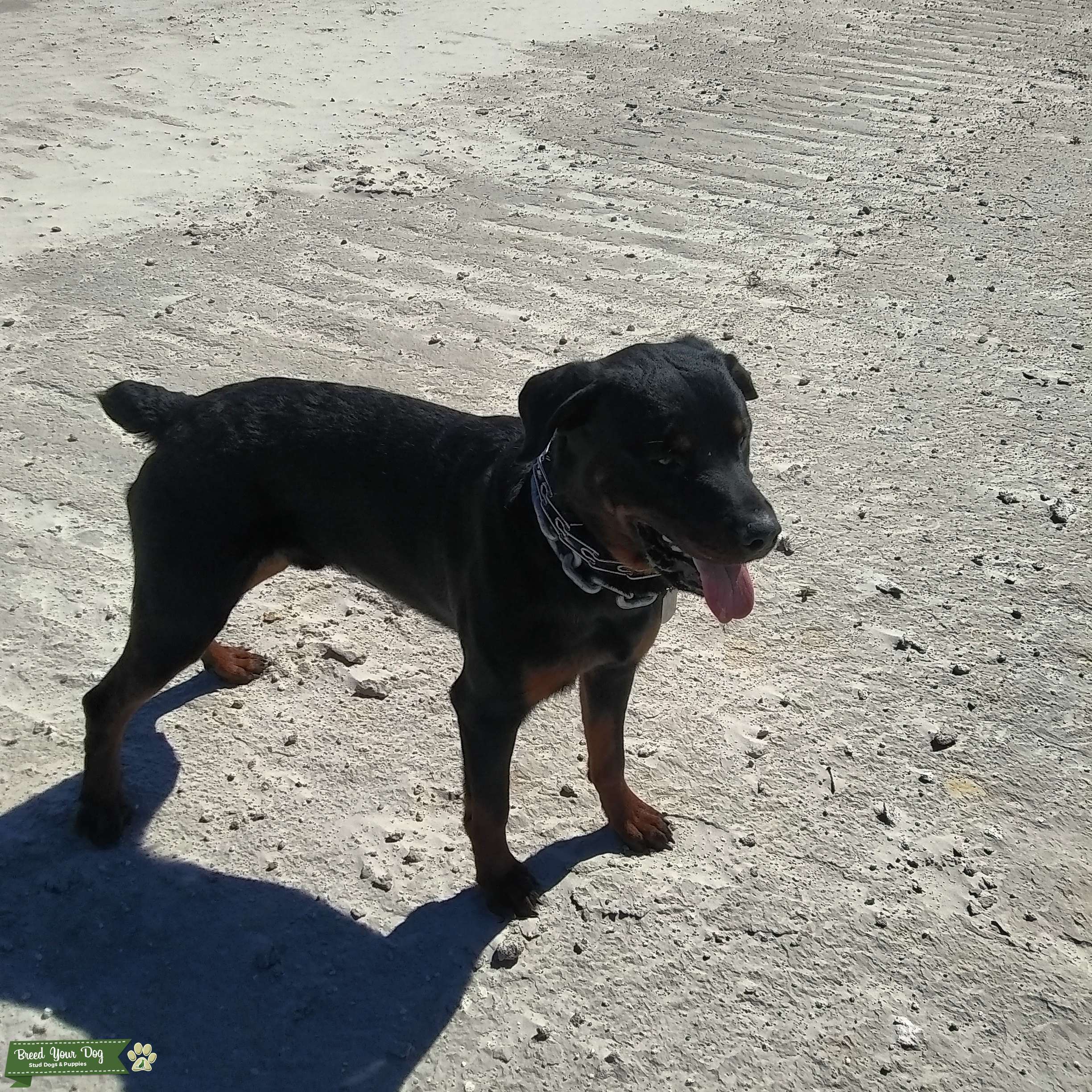 1 1/2 year old Male Rottweiler stud - Stud Dog in Florida, the United ...