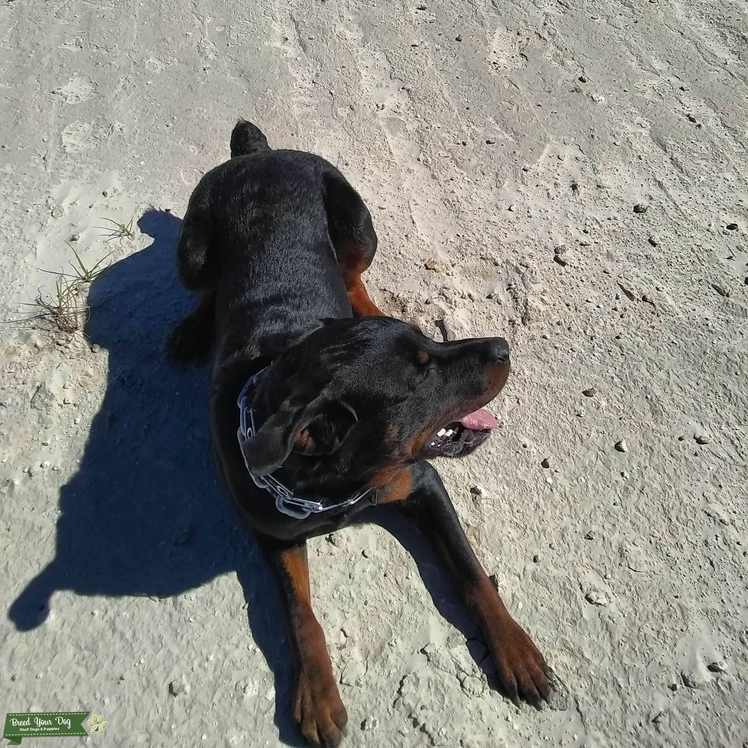 1 1/2 year old Male Rottweiler stud - Stud Dog in Florida, the United ...