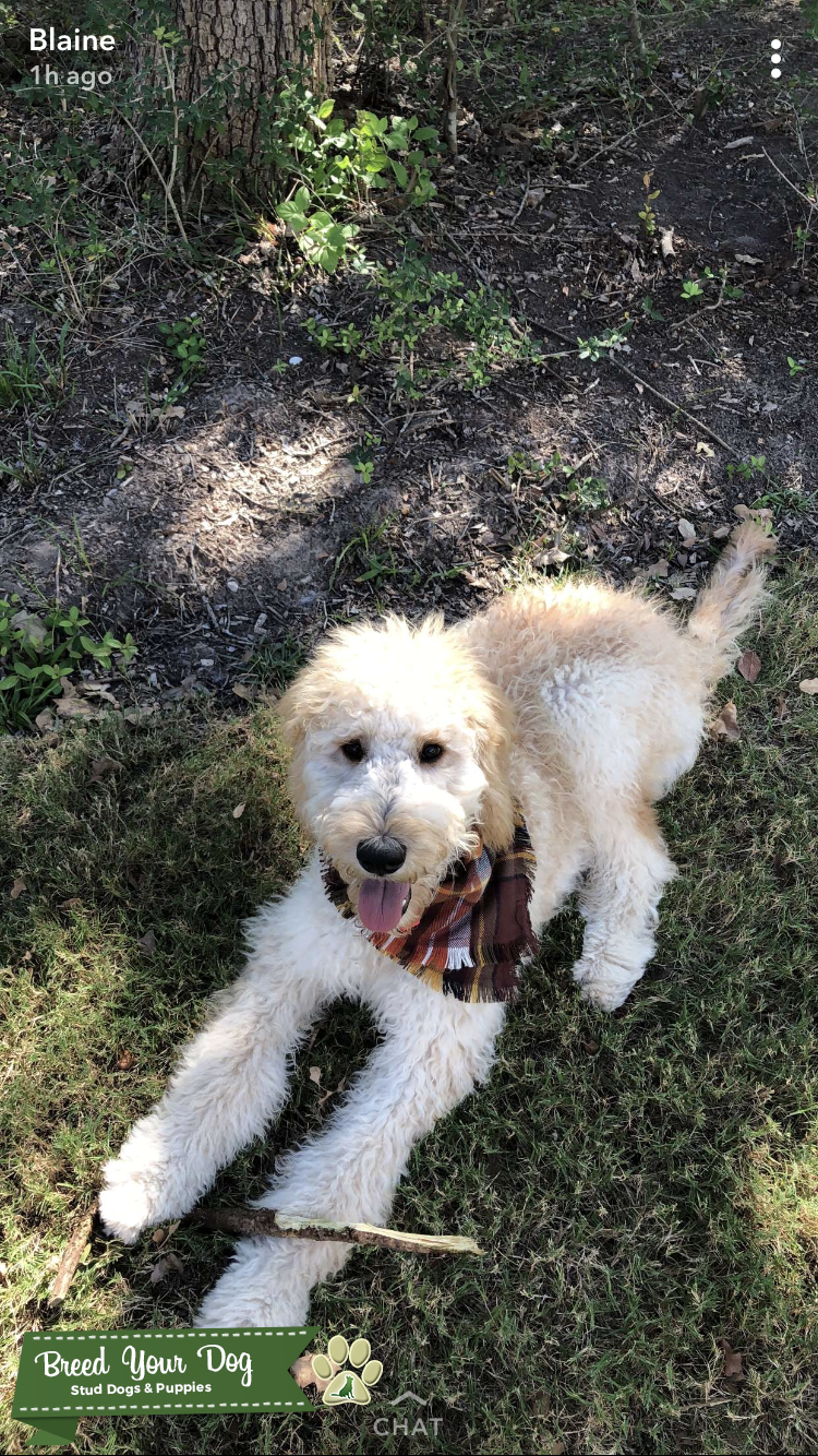 Stud Dog - Stud Dog in Texas, the United States | Breed Your Dog